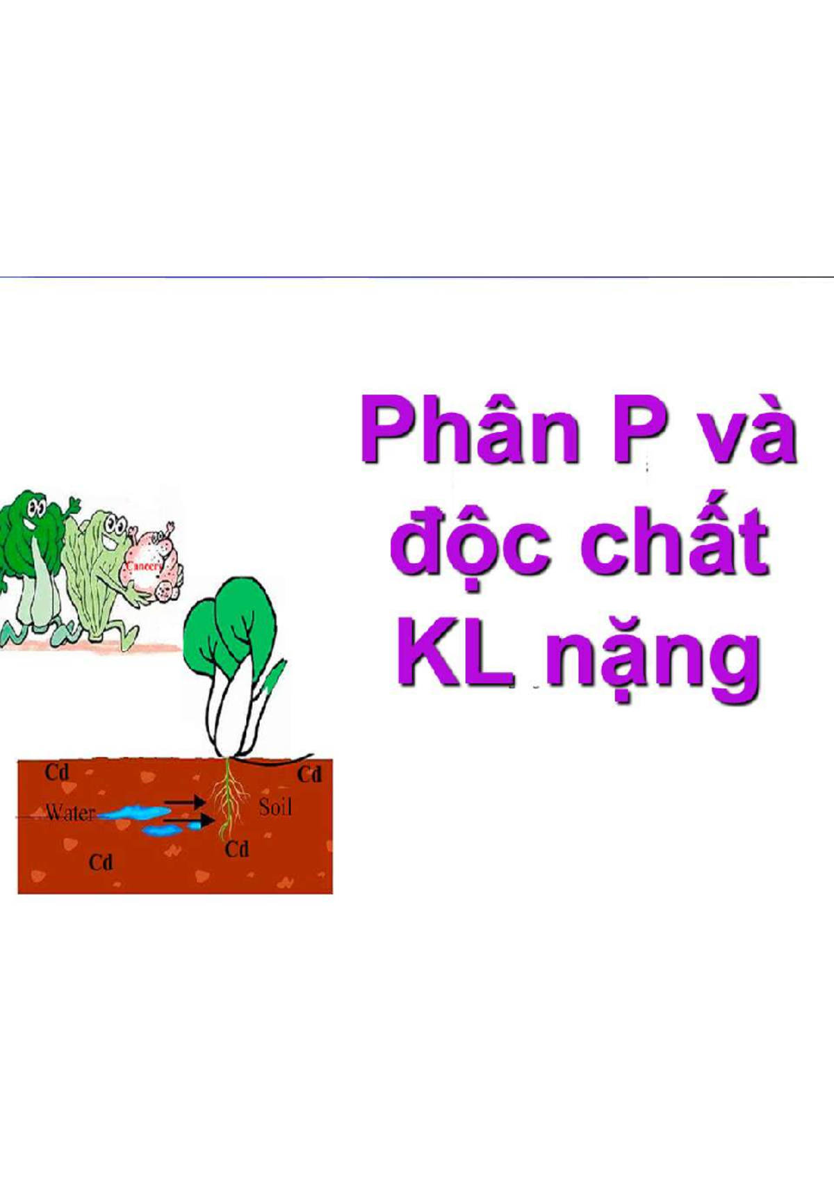 Ch5. Phân P và Ô Nhiễm Cadmium trong Nông Nghiệp - Studocu