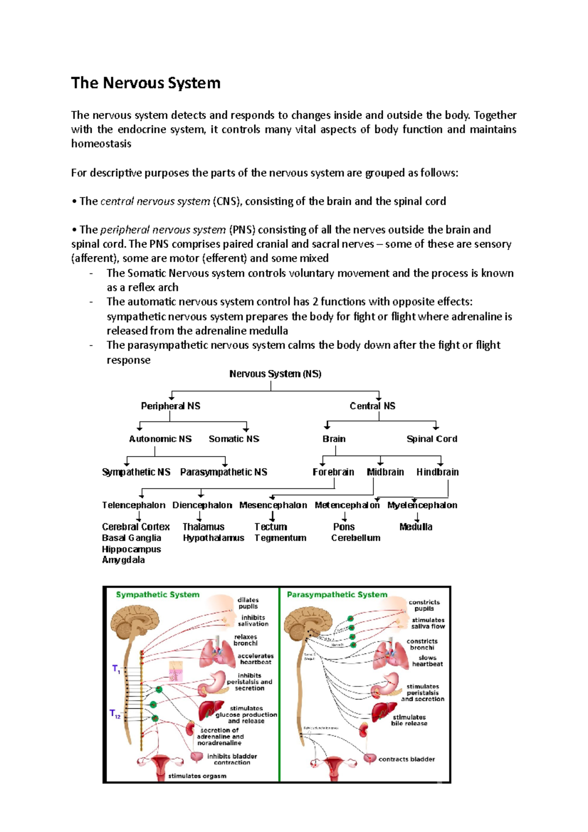 Nervous System Overview - Lecture Notes (CNS & PNS) 1-10 - Studocu