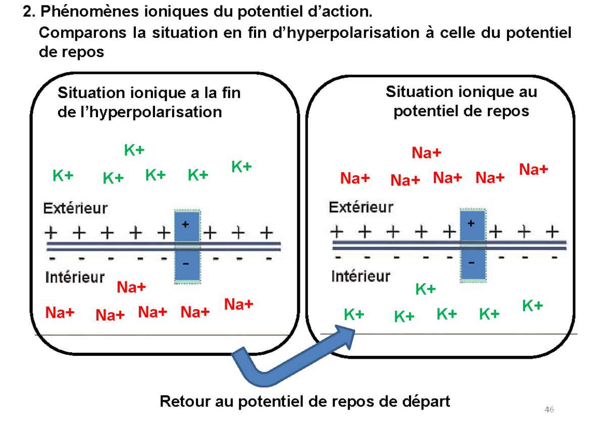 CM2 - Cours sur les Phénomènes Ioniques et Potentiel Neuronal - Studocu