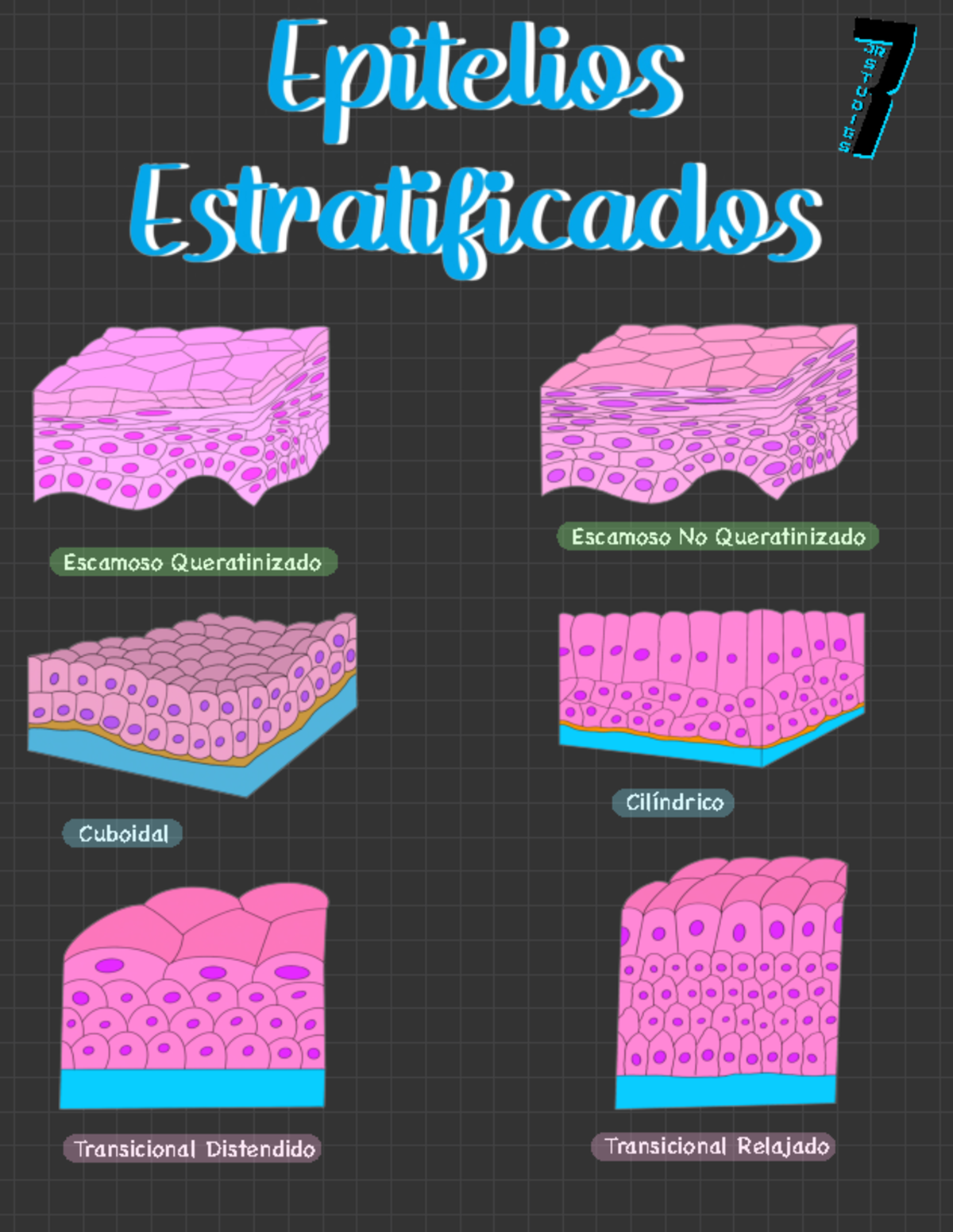 Lamina De Epitelio Escamoso Estratificado Queratinizado Atlas De