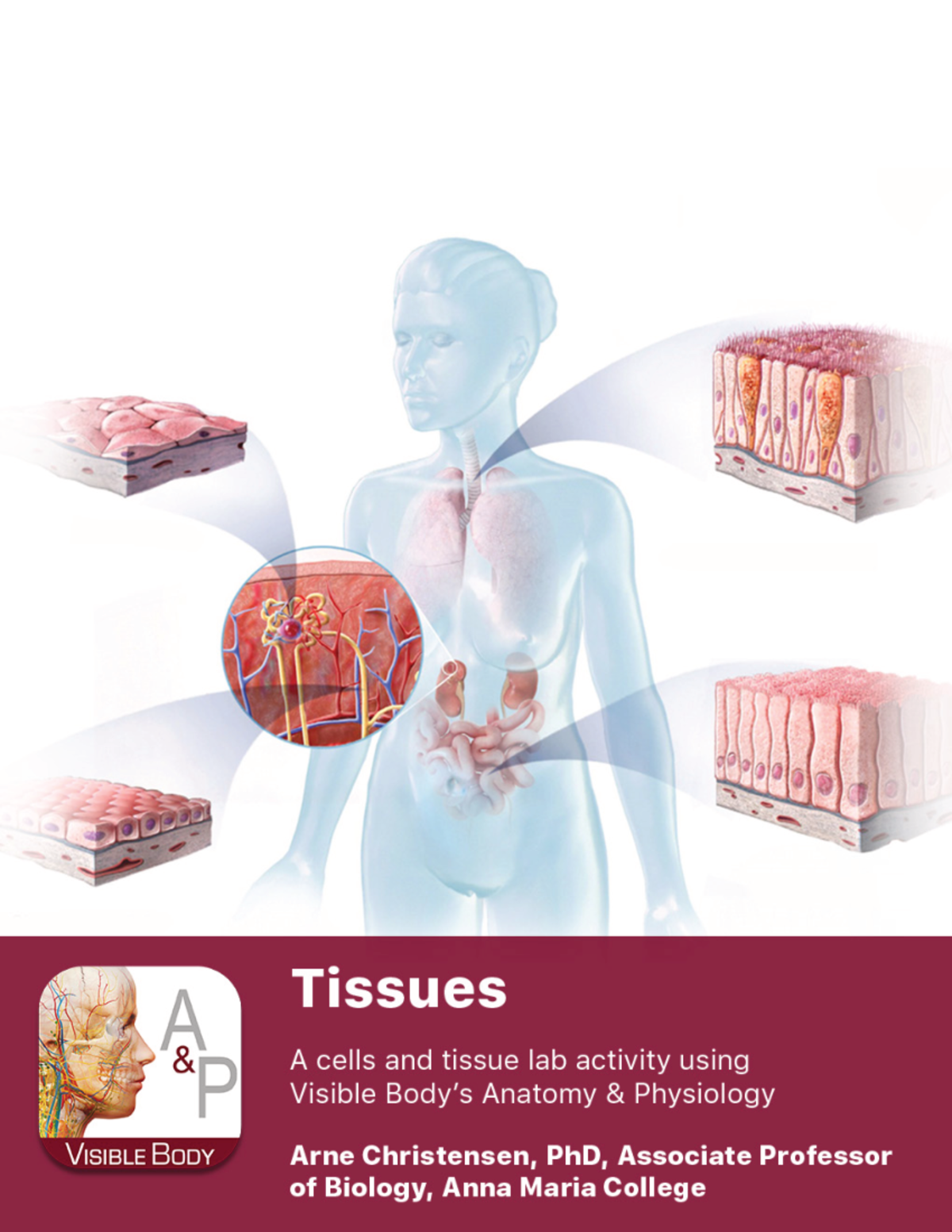 Lab manual tissues ap - PRE!LAB EXERCISES Open the A&P app, and from ...