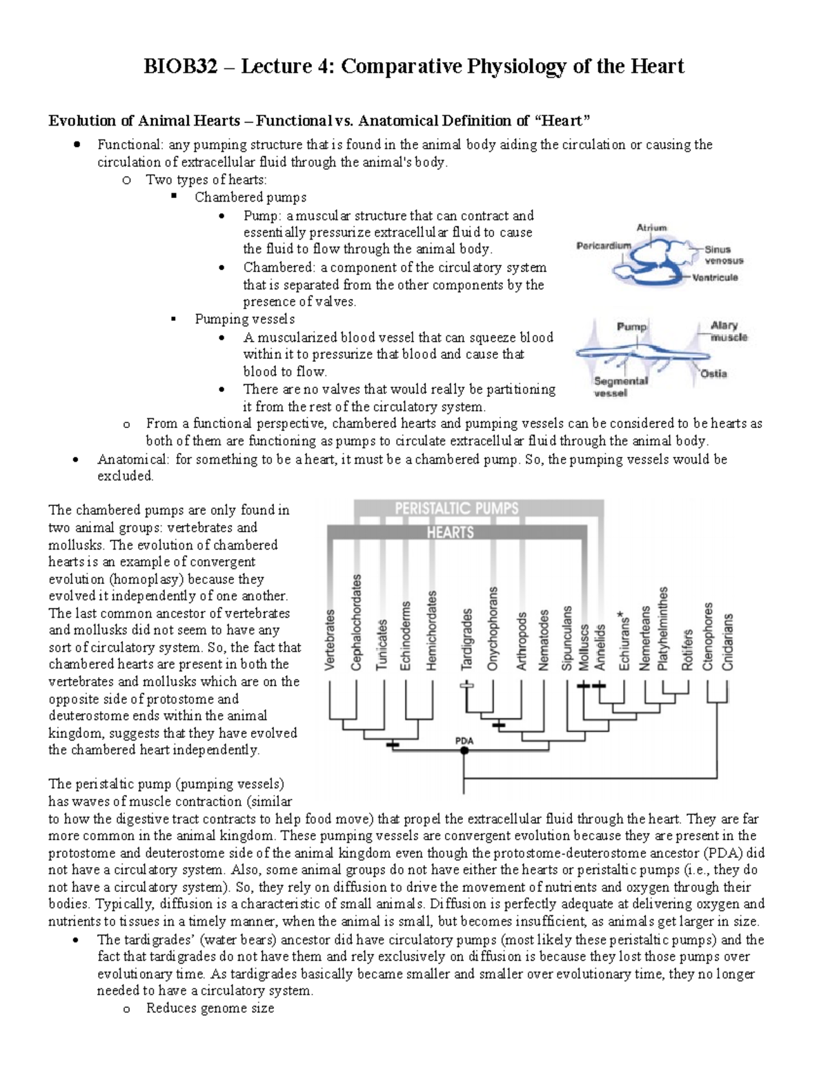 BIOB32 Lecture 4 – Comparative Physiology of Animal Hearts - Studocu
