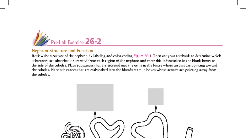 Unit 26 Pre-Lab Exercise 26-2 - Urinary System Physiology n UNIT 26 n ...