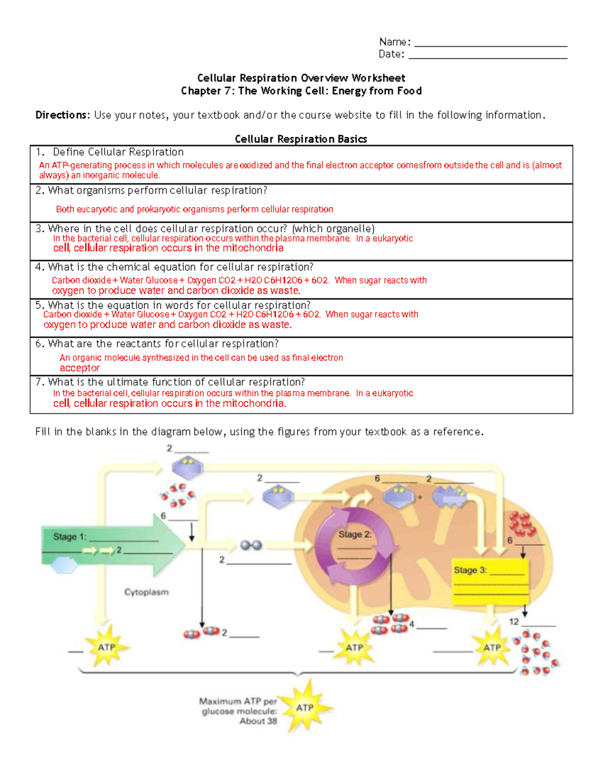 Cellular Respiration Worksheet Key Cellular Respiration Worksheet With