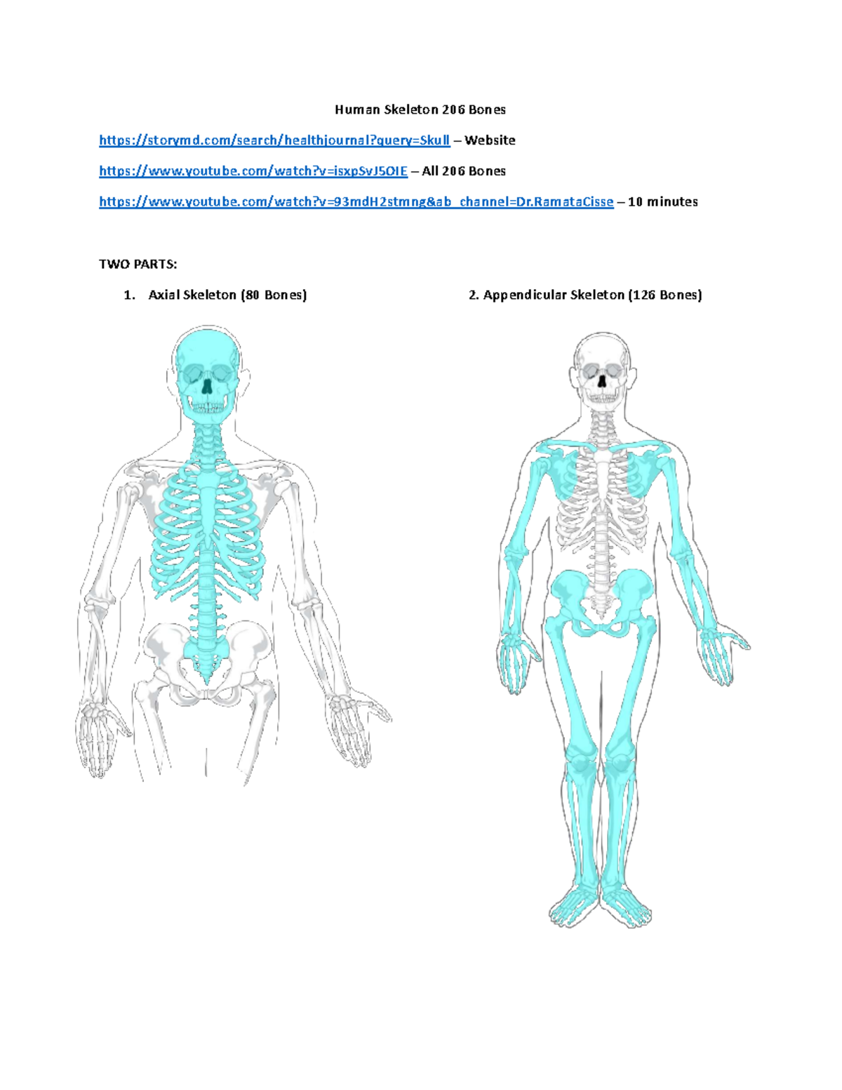 Human Skeleton 206 Bones - Axial & Appendicular Overview - Studocu