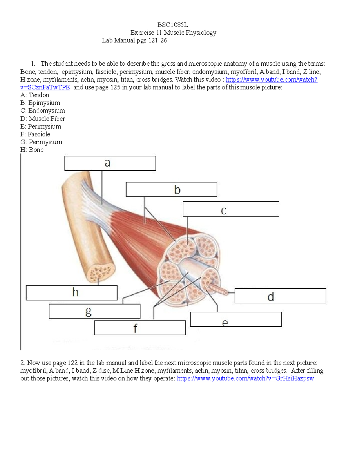 BSC1085L Final Lab on Muscle Physiology and Stimulation Theory - Studocu