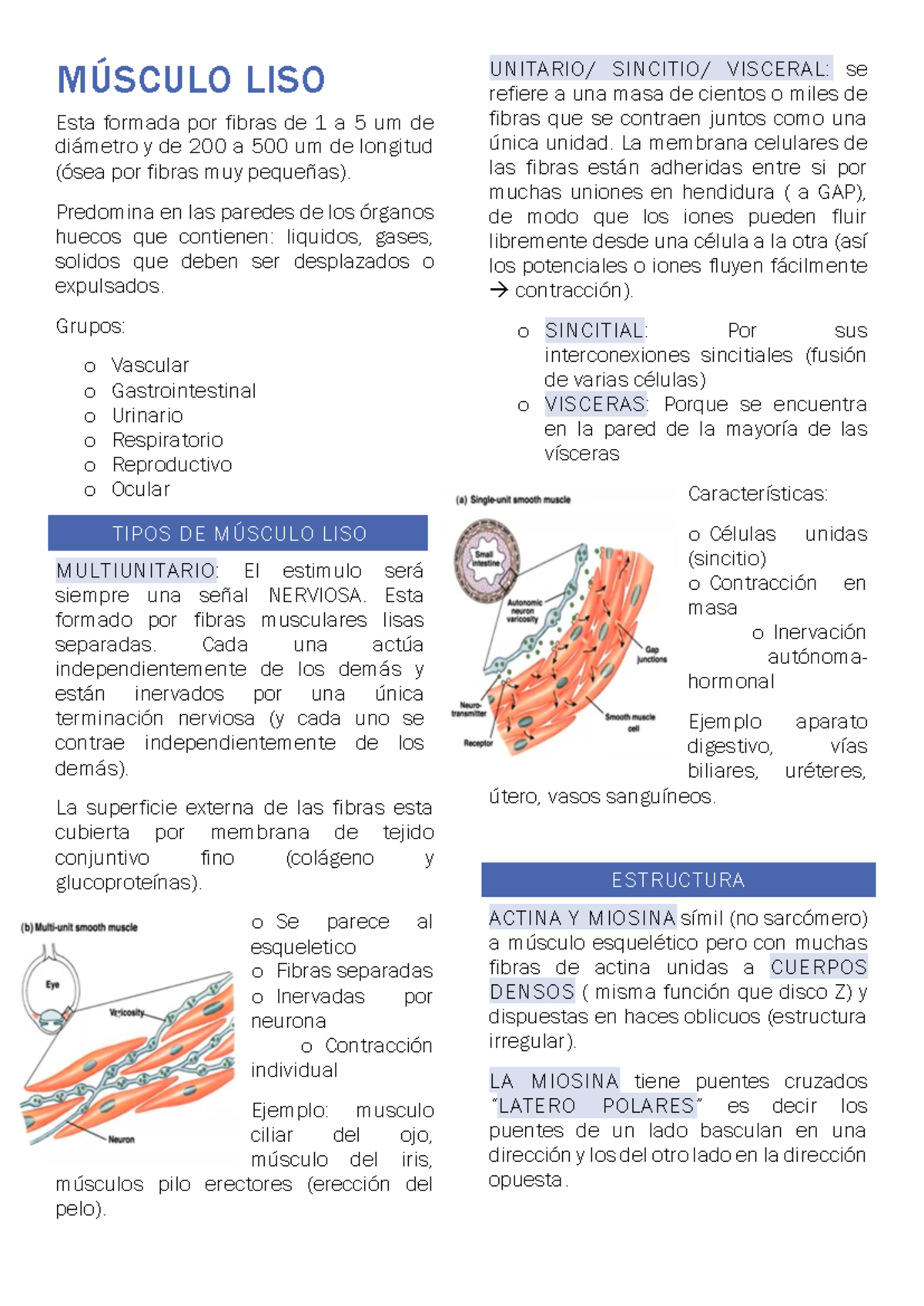 Músculo Liso: Estructura, Tipos y Mecanismos de Contracción - Studocu