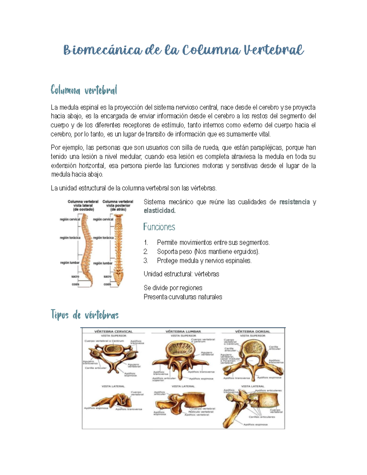 Biomecánica de la Columna Vertebral y sus Funciones Esenciales - Studocu