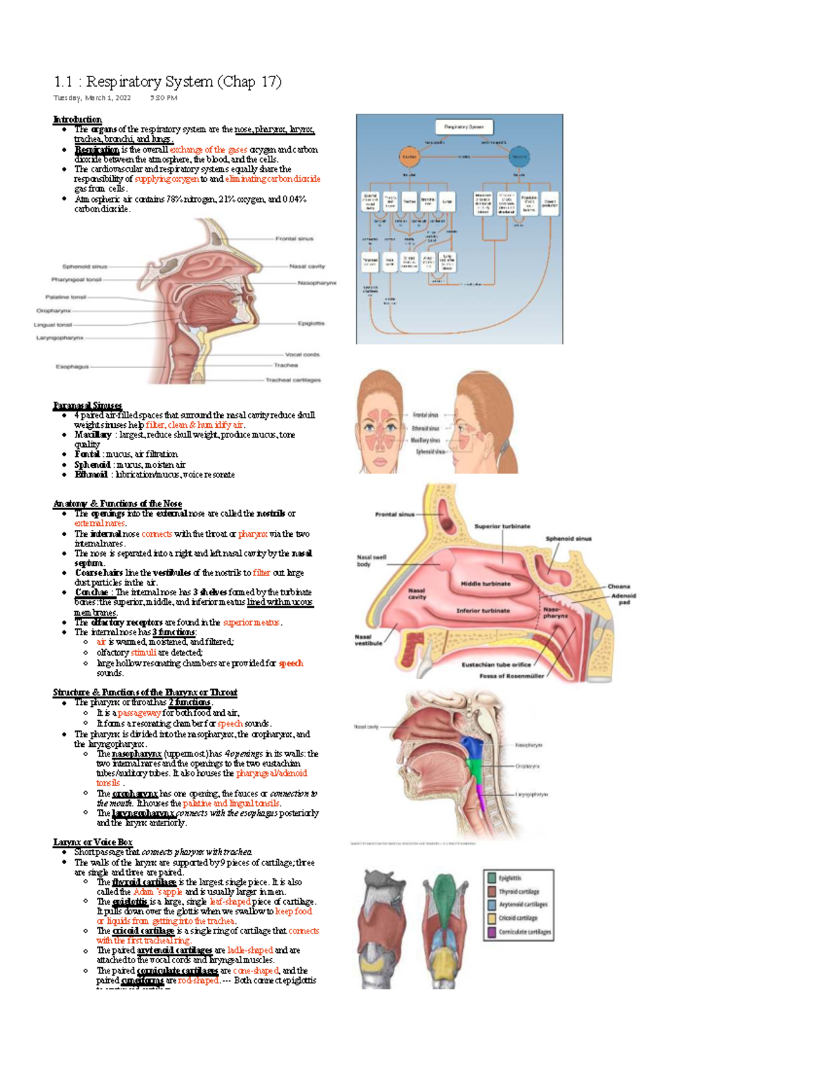 Respiratory System Overview (Chapter 17) - Studocu