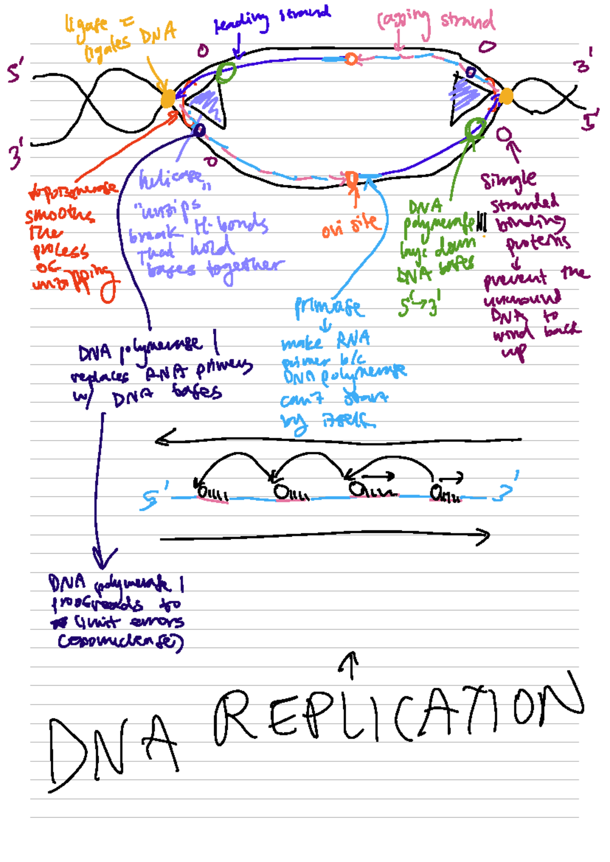 DNA Replication & Transcription Notes (BIO 101) - Studocu