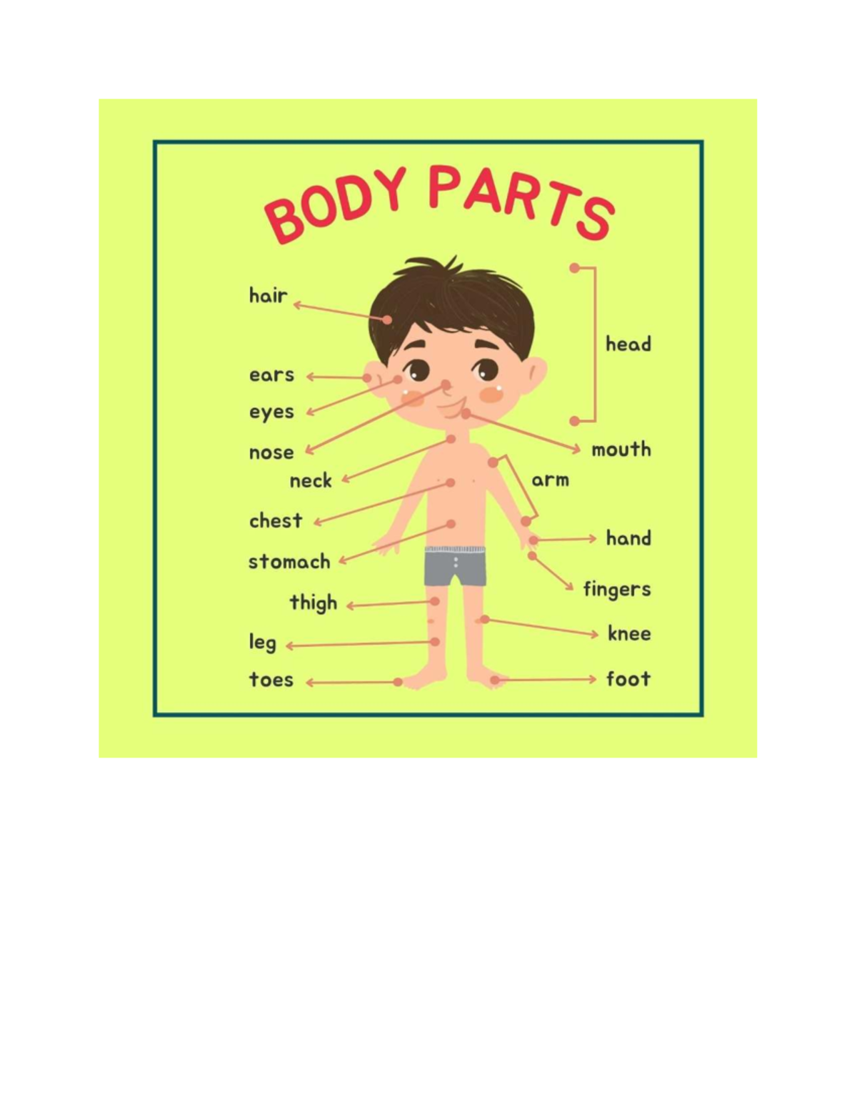 BODY Parts - Activity - ejercicios para reconocer las partes del cuerpo ...