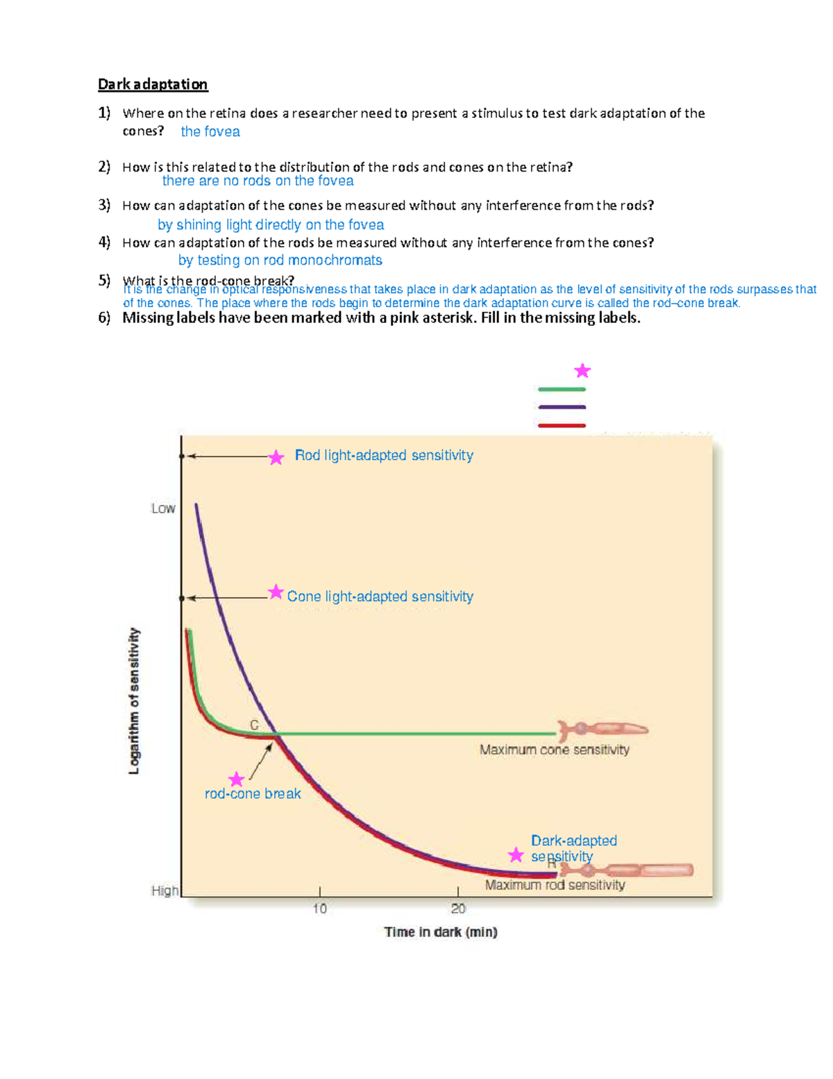 Chapter2-Dark Adaptation - Dark adaptation 1) Where on the retina does ...