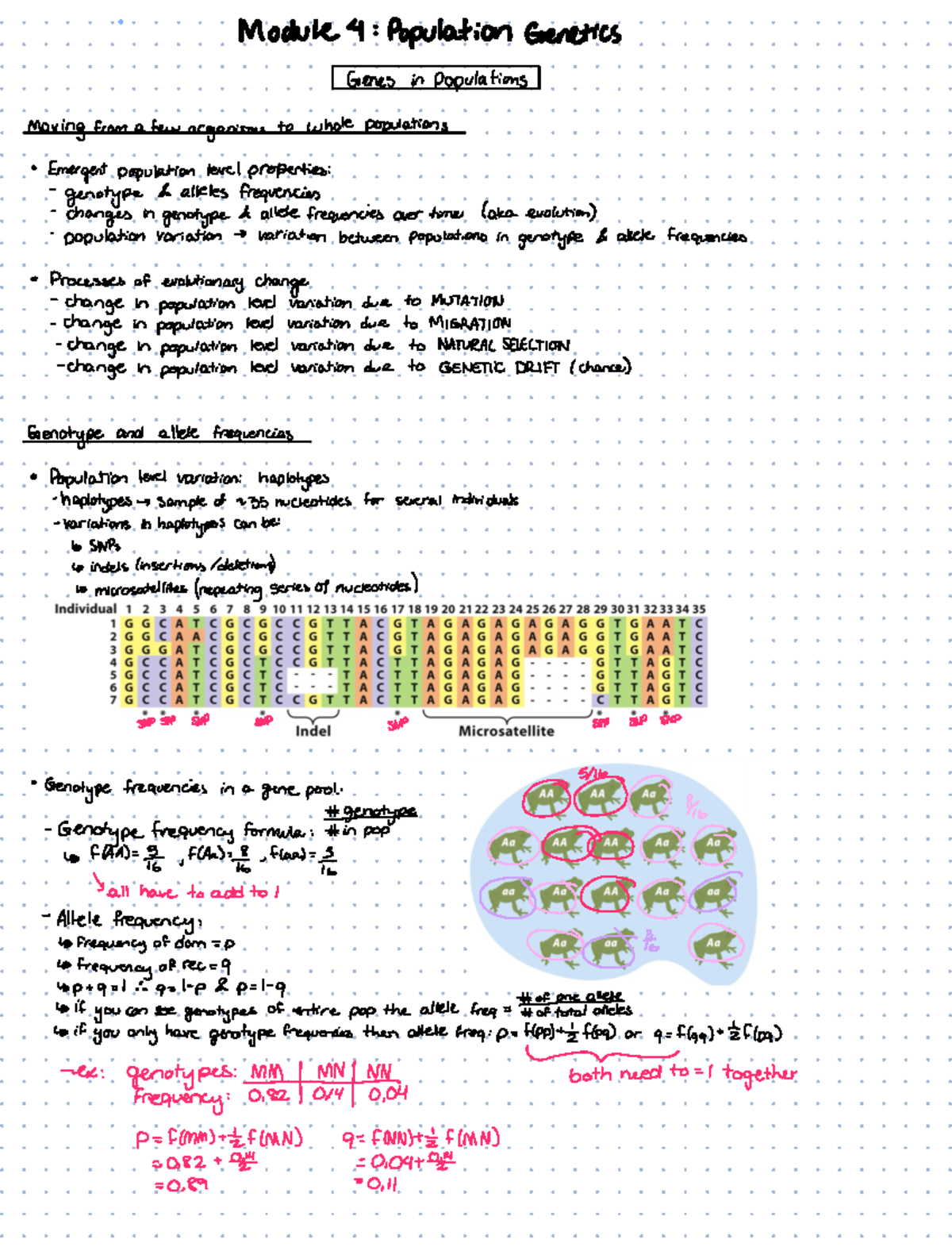 Bio2 lect10-12 - notes from population genetics - Module 4 Population ...