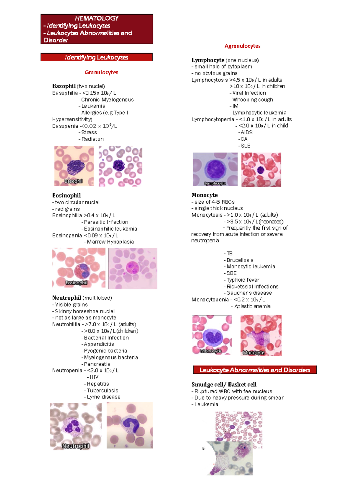 WBC and WBC Abnormalities - Granulocytes Basophil (two nuclei) Basophilia