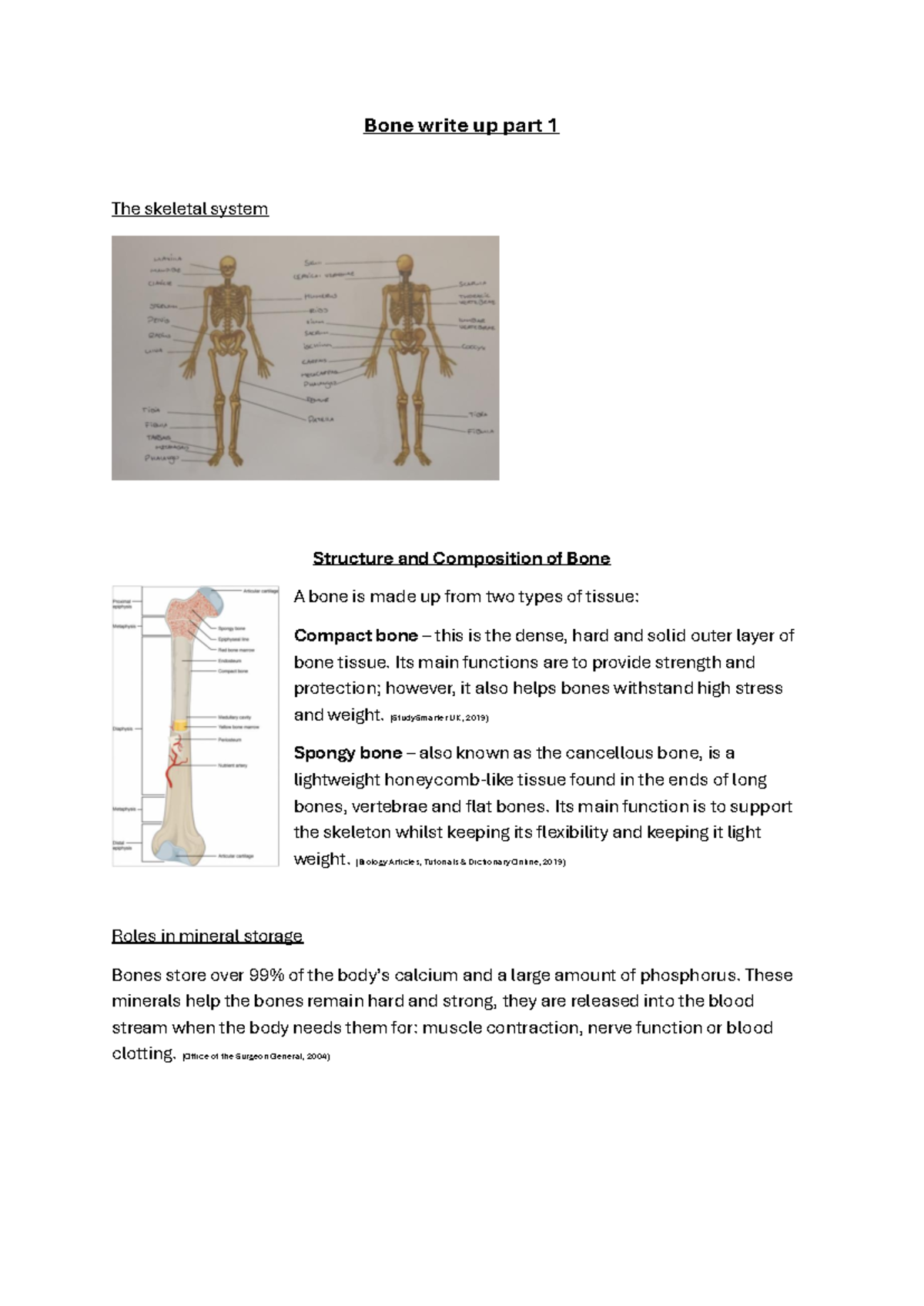 Bone Write-Up Part 1: Structure & Composition of the Skeletal System ...