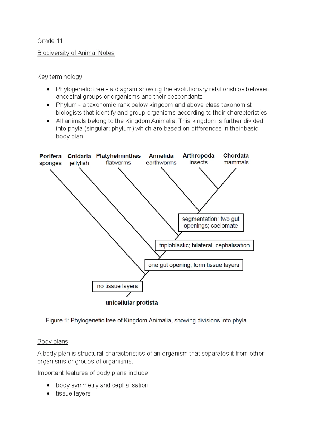 Grade 11 Plant Diversity Notes: Key Concepts and Characteristics - Studocu