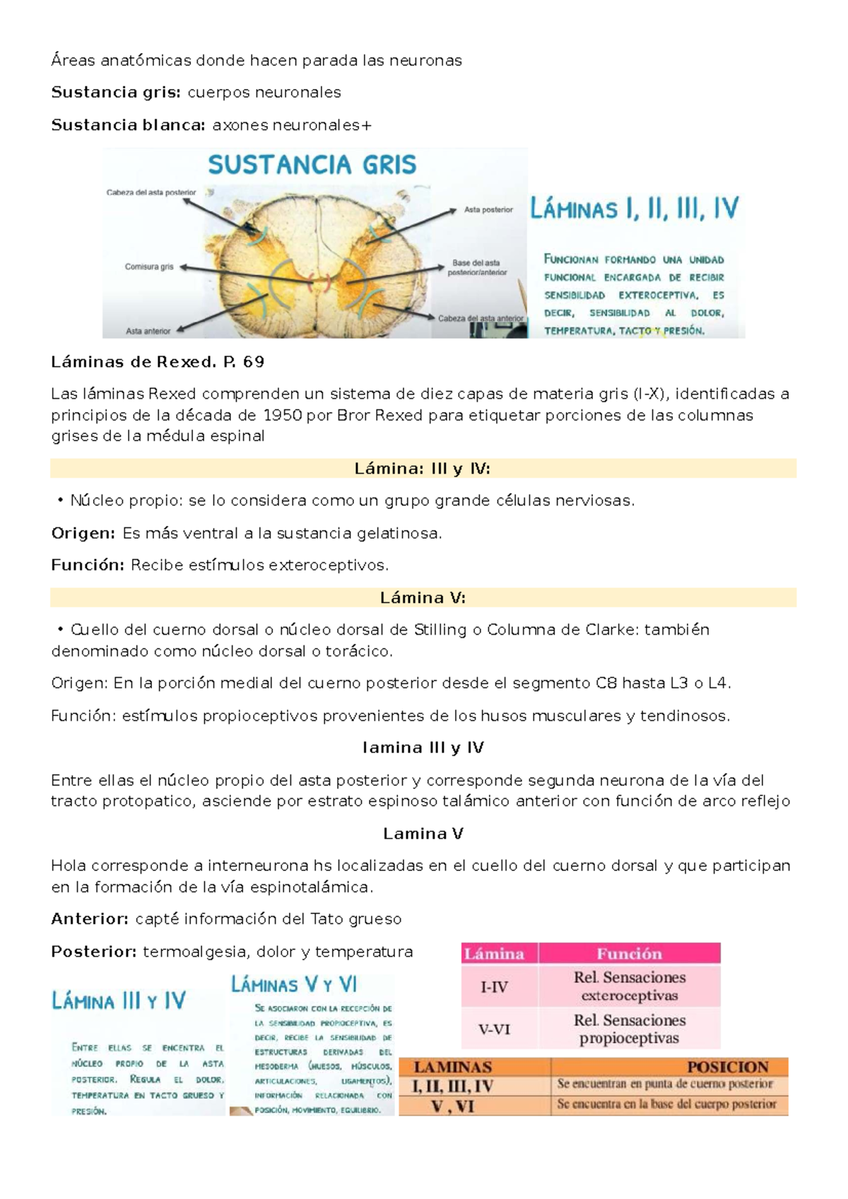 Láminas de Rexed en la Médula Espinal: Anatomía y Funciones - Studocu
