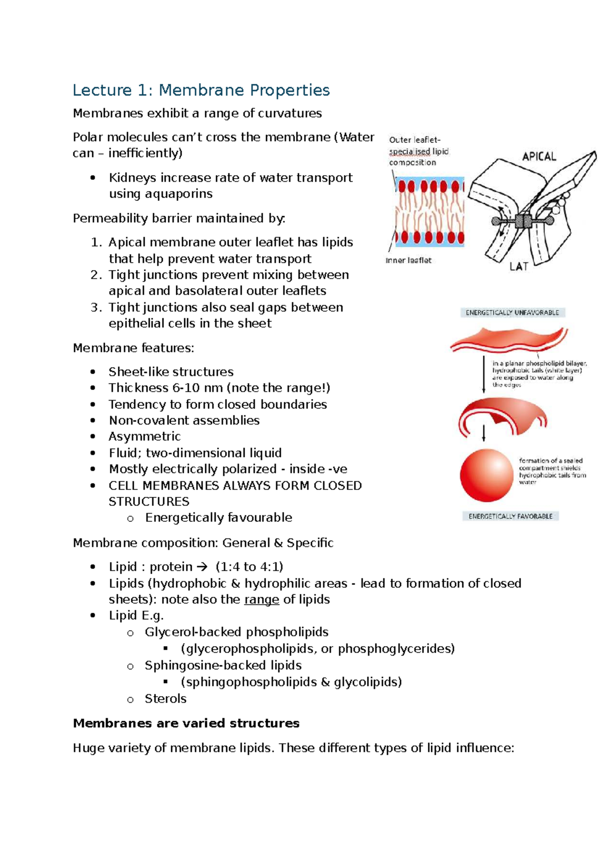 Lecture 1: Membrane Properties and Structure Notes - Studocu