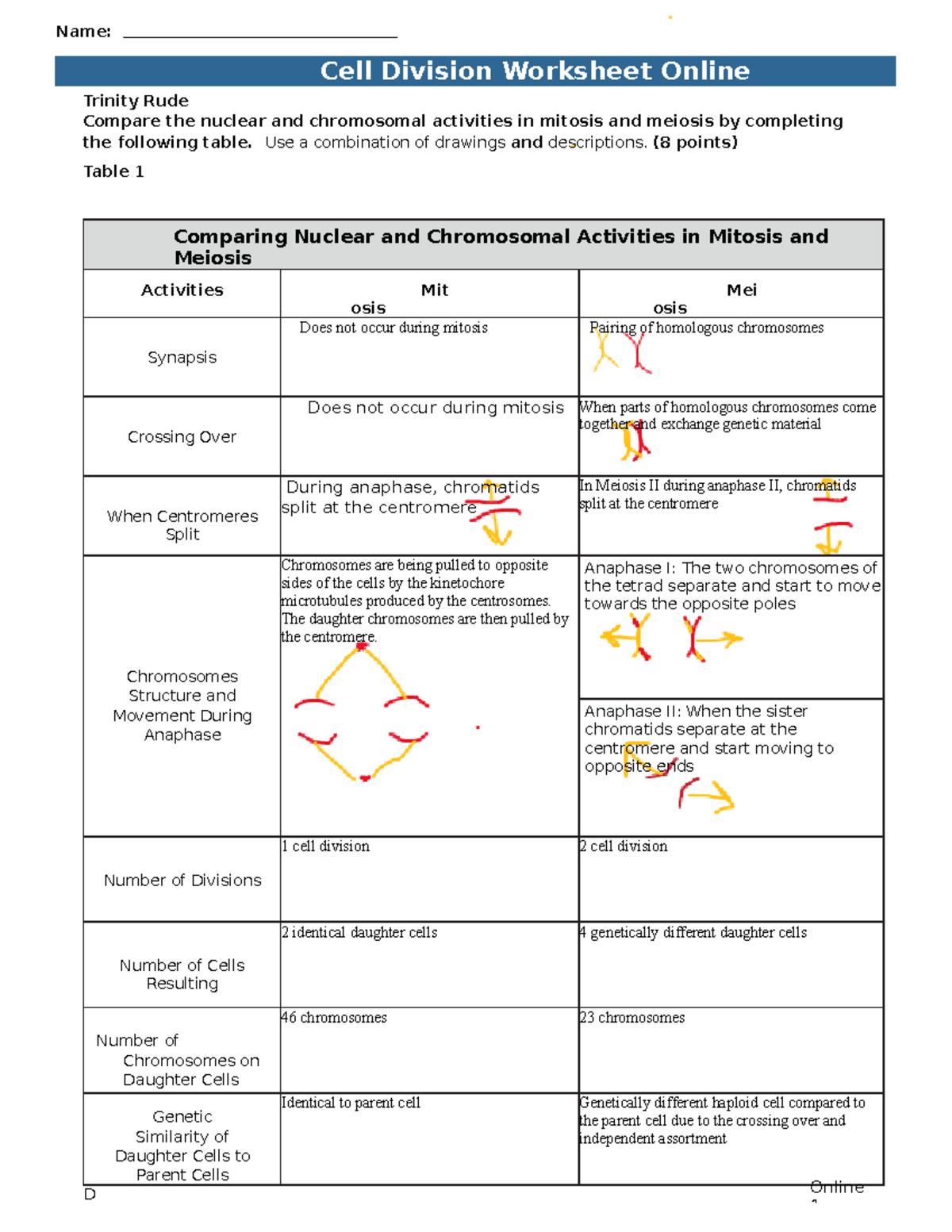 Cell Division Lab Report - Bio 181 Analysis of Mitosis & Meiosis - Studocu