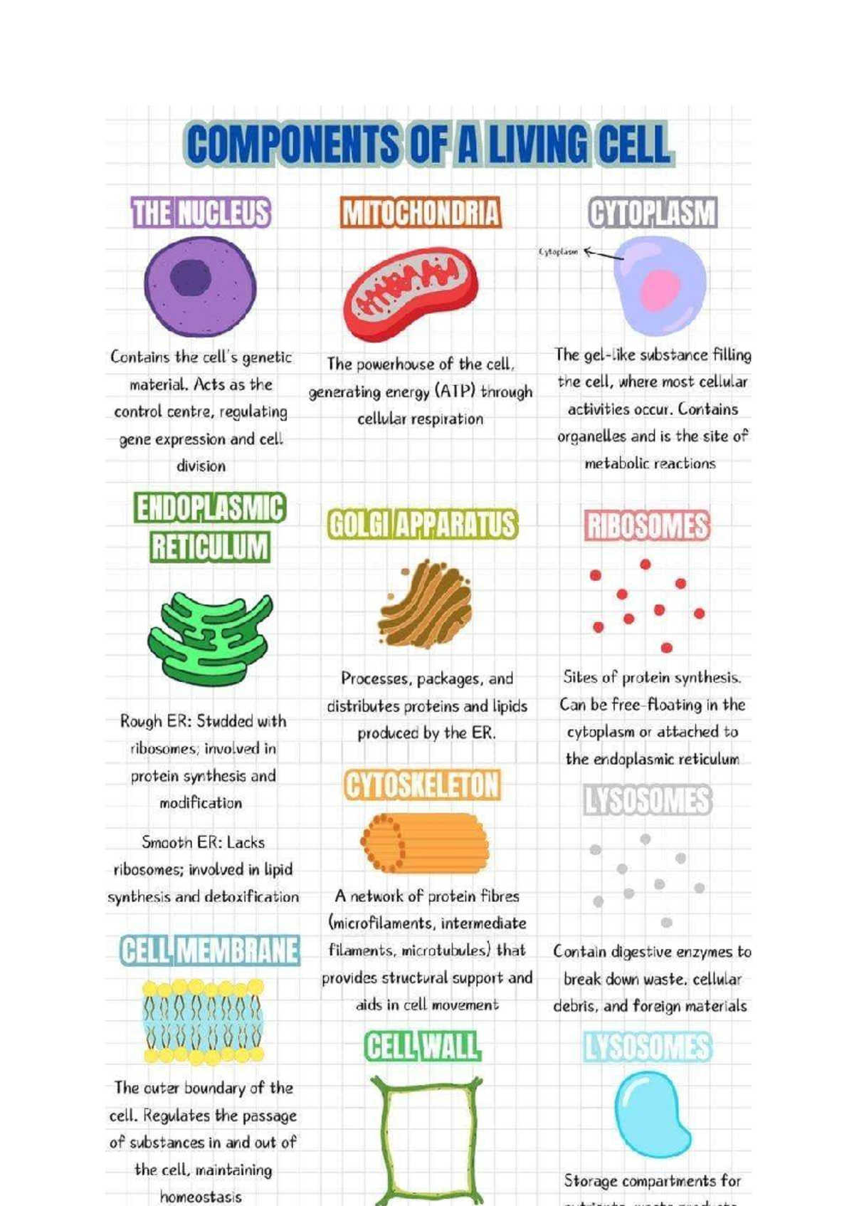 Components of a Living Cell: Nucleus, Mitochondria, Cytoplasm - Studocu