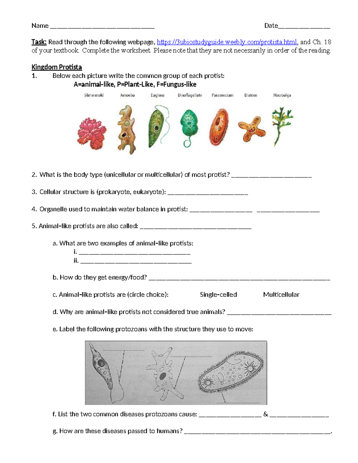Protist Worksheet