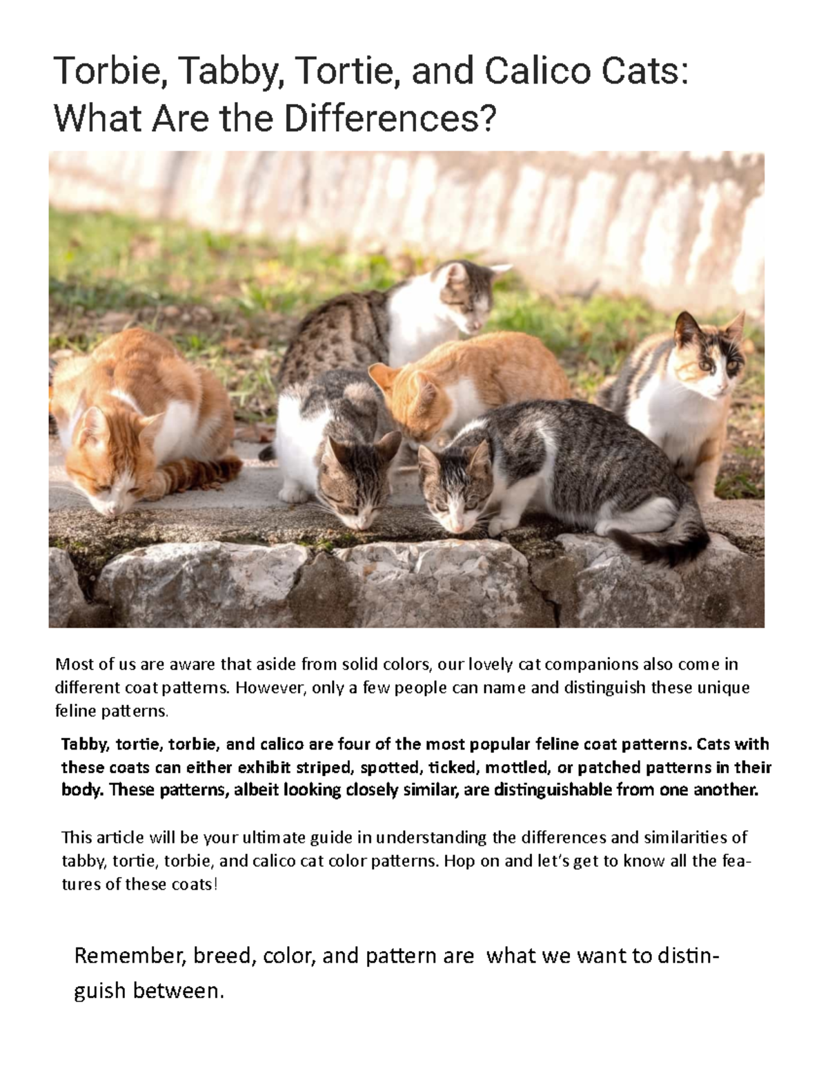Understanding the Differences: Tabby, Tortie, Torbie, & Calico Cats ...