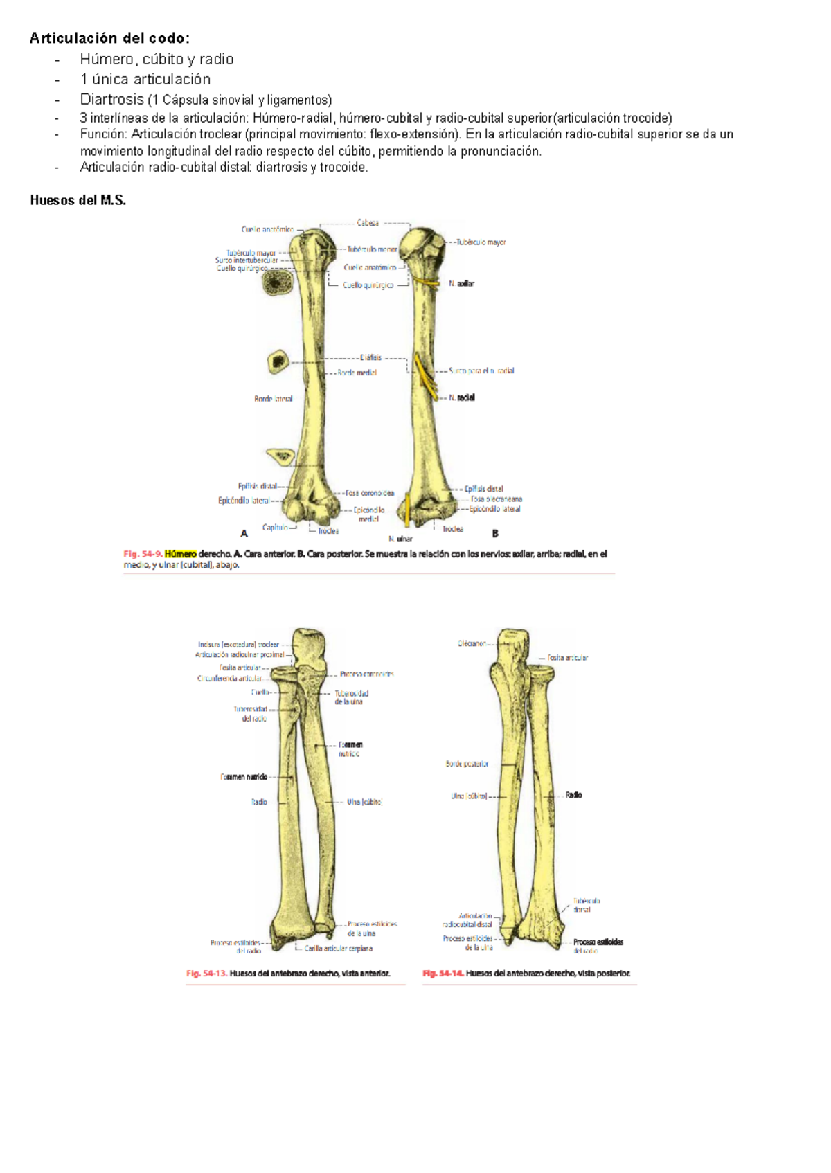 Anatomía Practico 9 - antebrazo - Articulación del codo: - Húmero ...