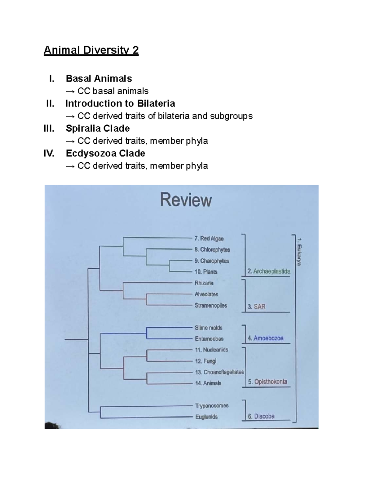 Gen Bio 2 Lecture 6: Animal Diversity and Basal Traits - Studocu