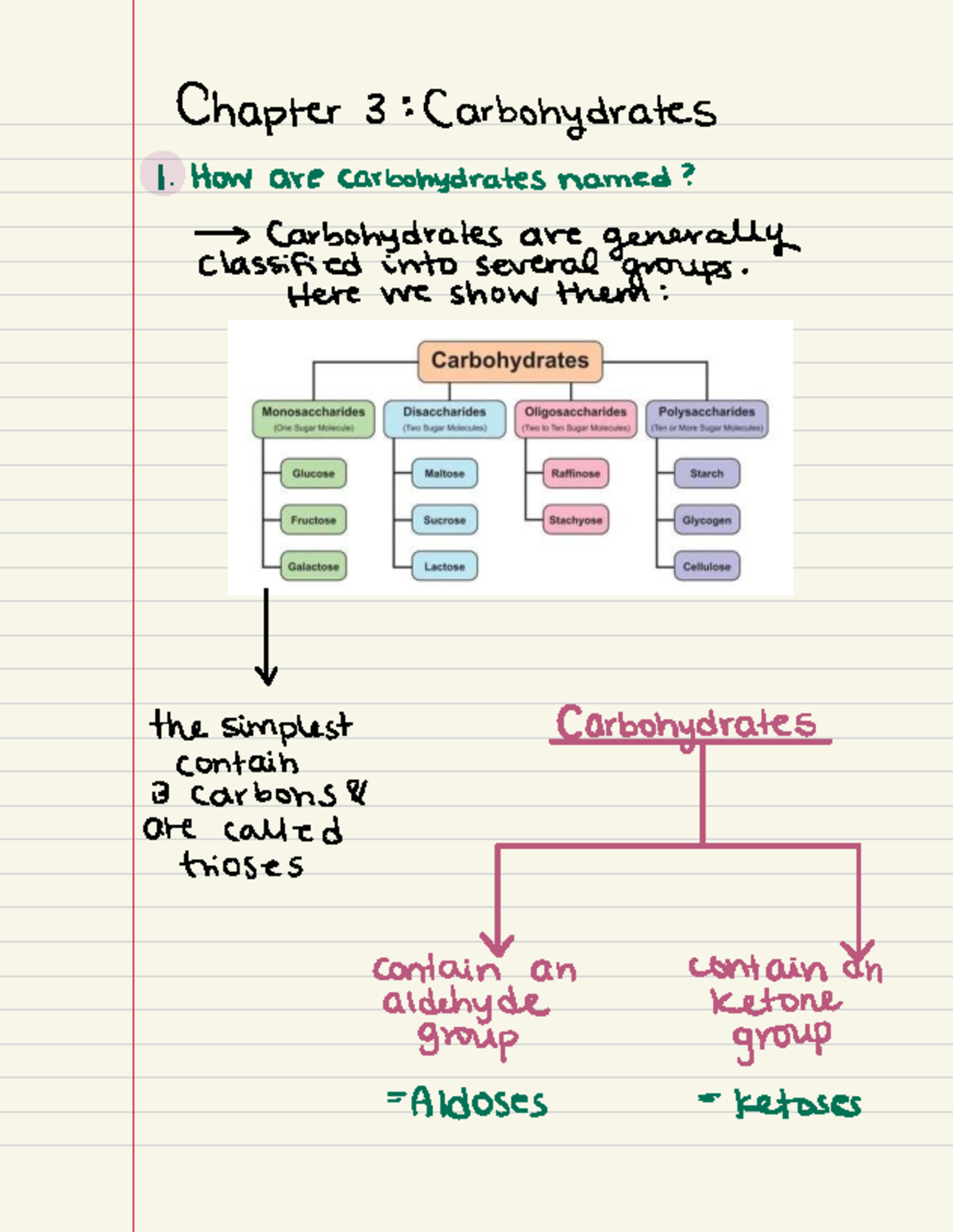 Chapter 3: Carbohydrates - Detailed Notes and Concepts - Studocu