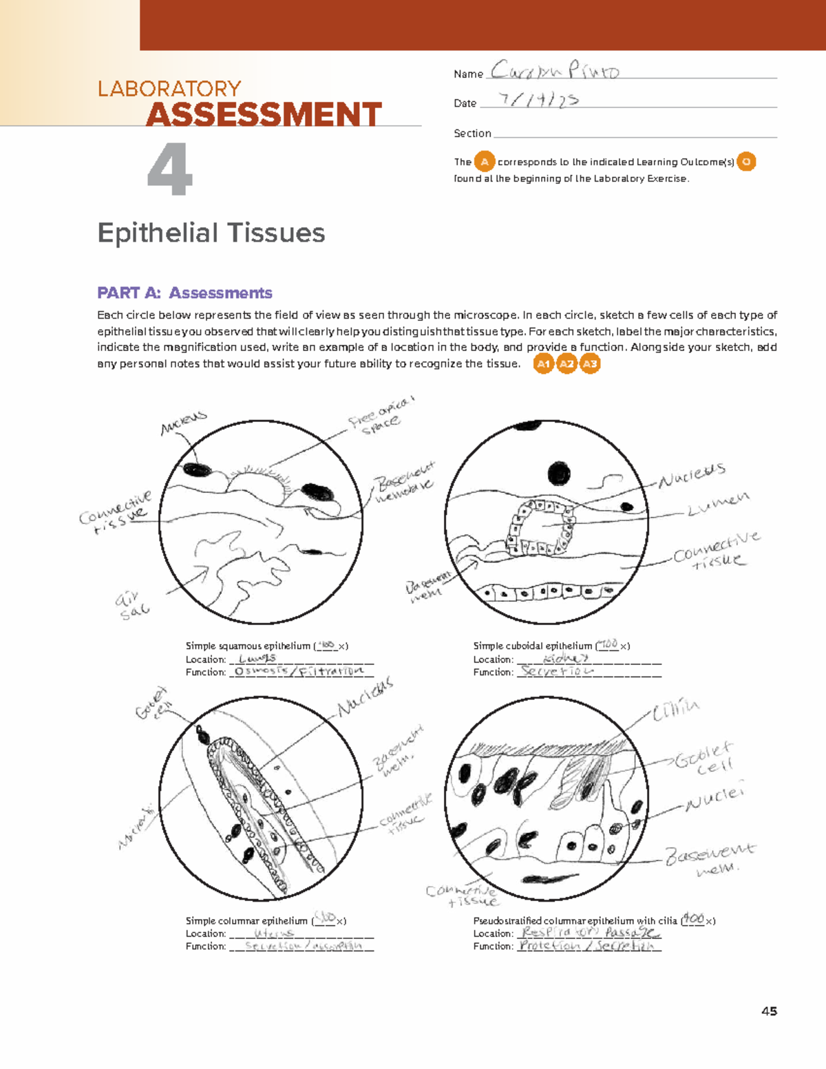 LAB 4: Epithelial Tissue Assessment & Observations - Studocu