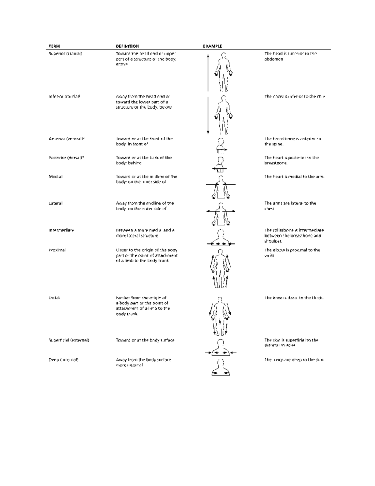 Anatomical positions - TERM DEFINITION EXAMPLE Superior (cranial ...