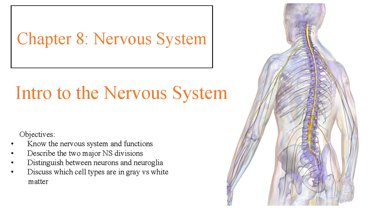 Neurophysiology: Chapter 8 - Nervous System & Action Potentials - Studocu