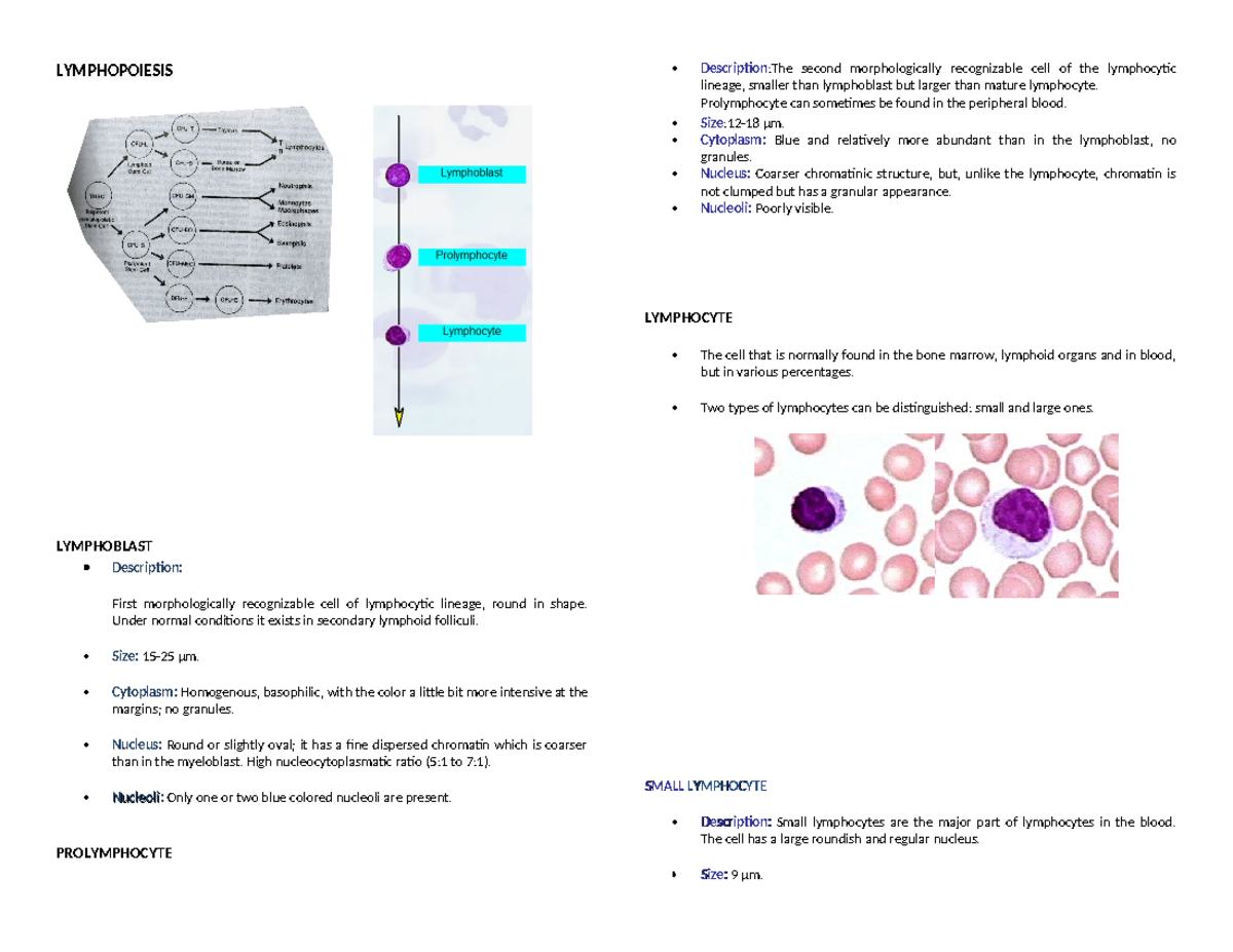 Lymphopoiesis - LYMPHOPOIESIS LYMPHOBLAST Description: First ...