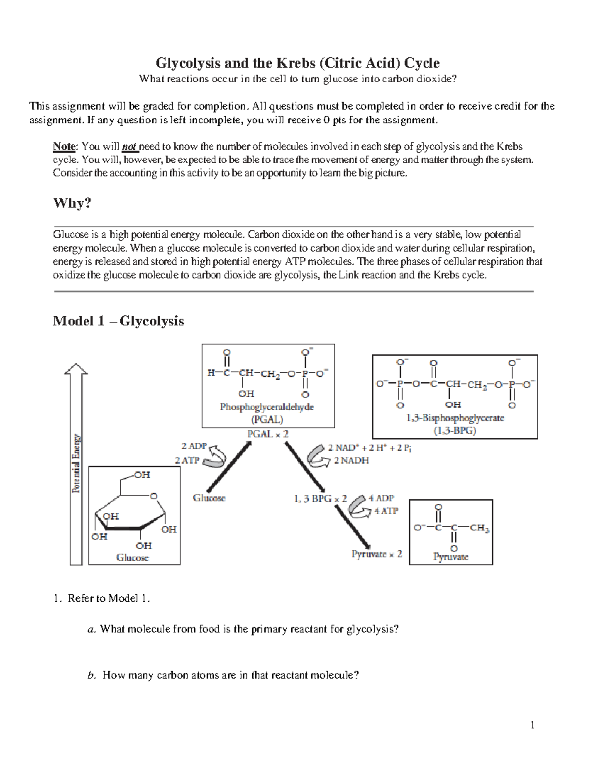 BIO181 Glycolysis & Krebs Cycle Worksheet for Cellular Respiration ...