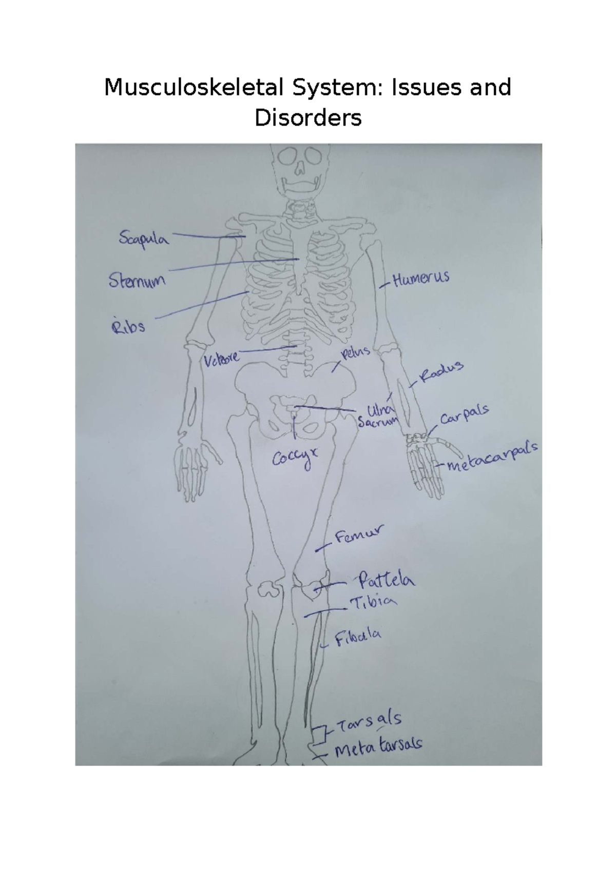 Unit 8 Assignment A: Musculoskeletal System Overview and Disorders ...