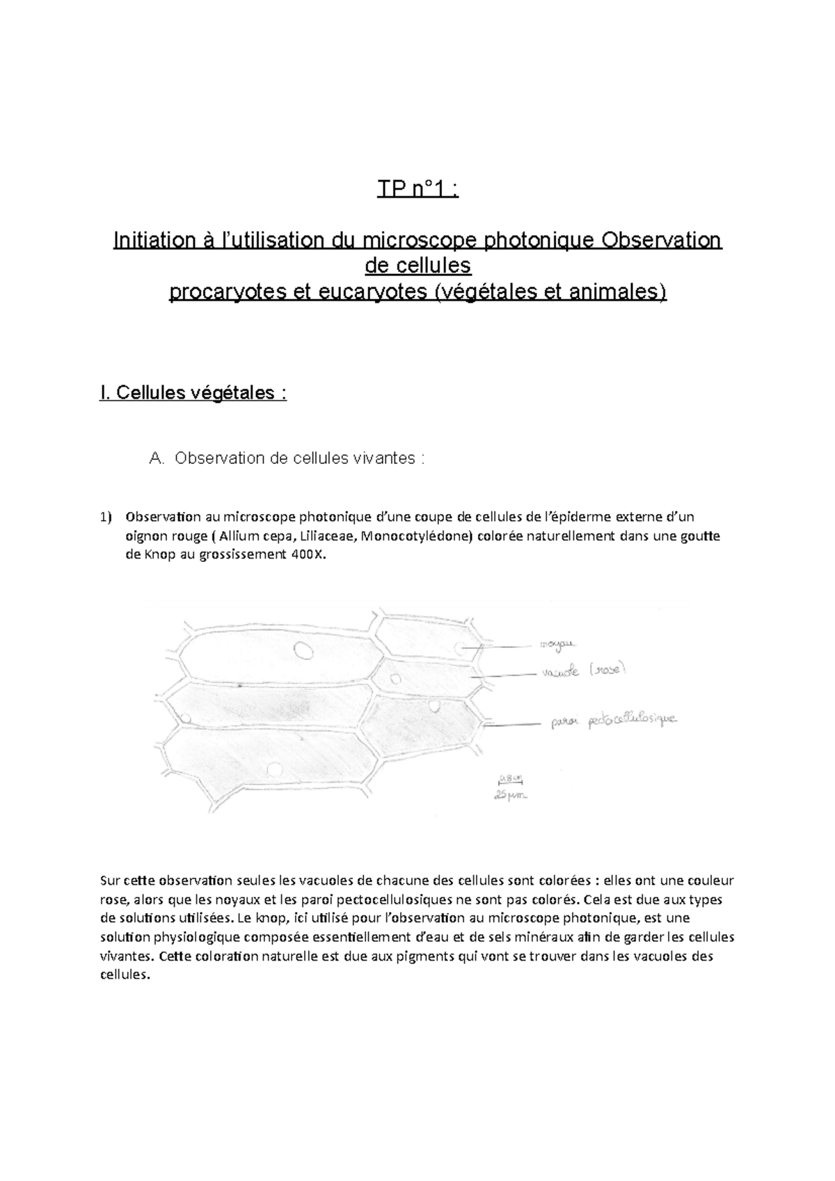Compte rendu TP1 observation cellules - TP n°1 : Initiation à l’utilisation du microscope ...