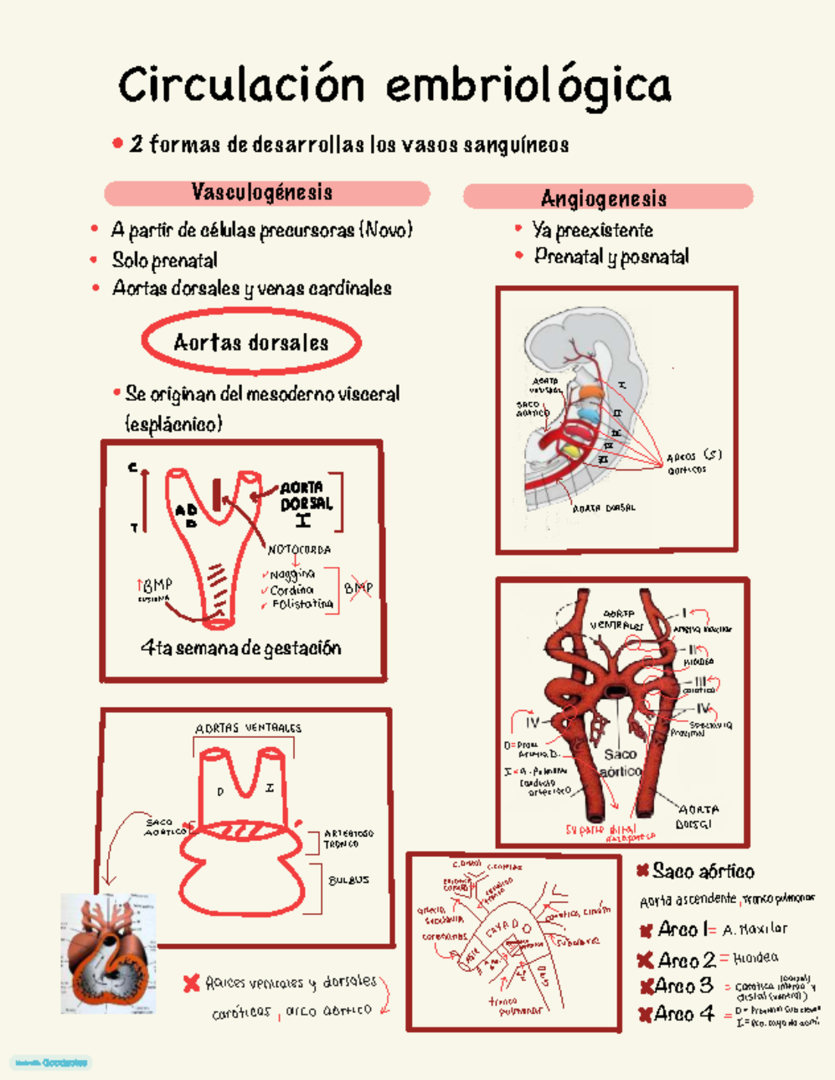 Circulación Embriológica: Vasculogénesis y Angiogénesis - Studocu