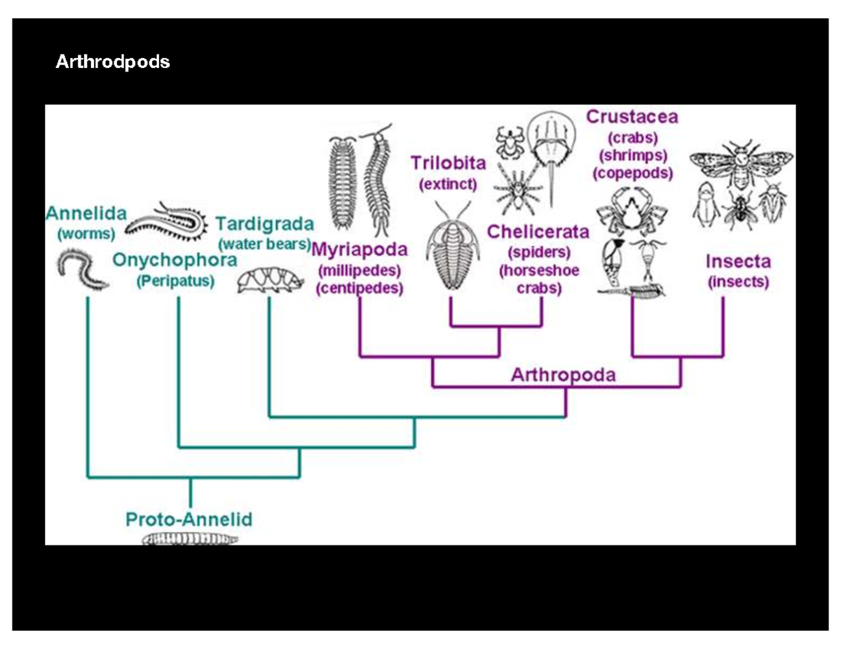 Bio101 Lecture: Invertebrates & Arthropods Overview - Studocu