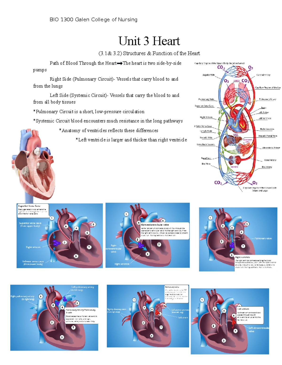 BIO 1300 Unit 3 Notes - Unit 3 Heart (3& 3) Structures & Function of ...