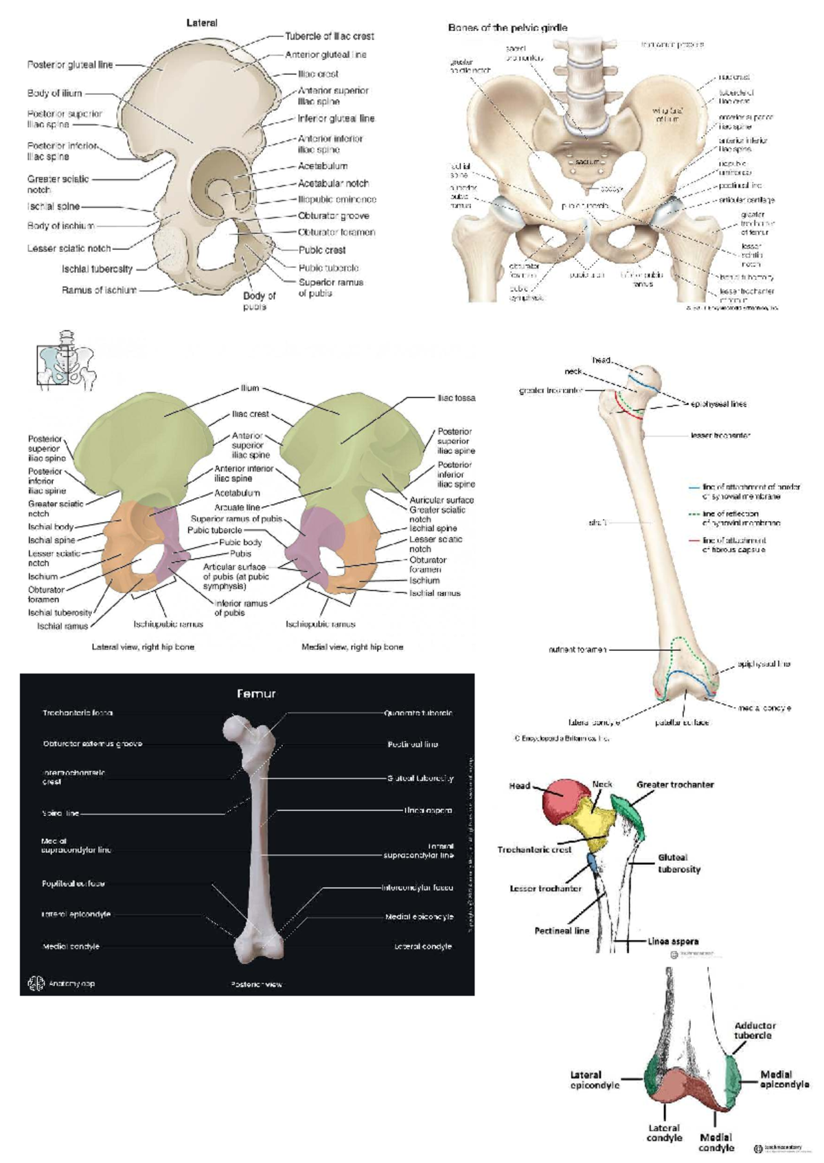 Functional Anatomy of the Pelvic Girdle and Lower Limb (ANAT 201) - Studocu