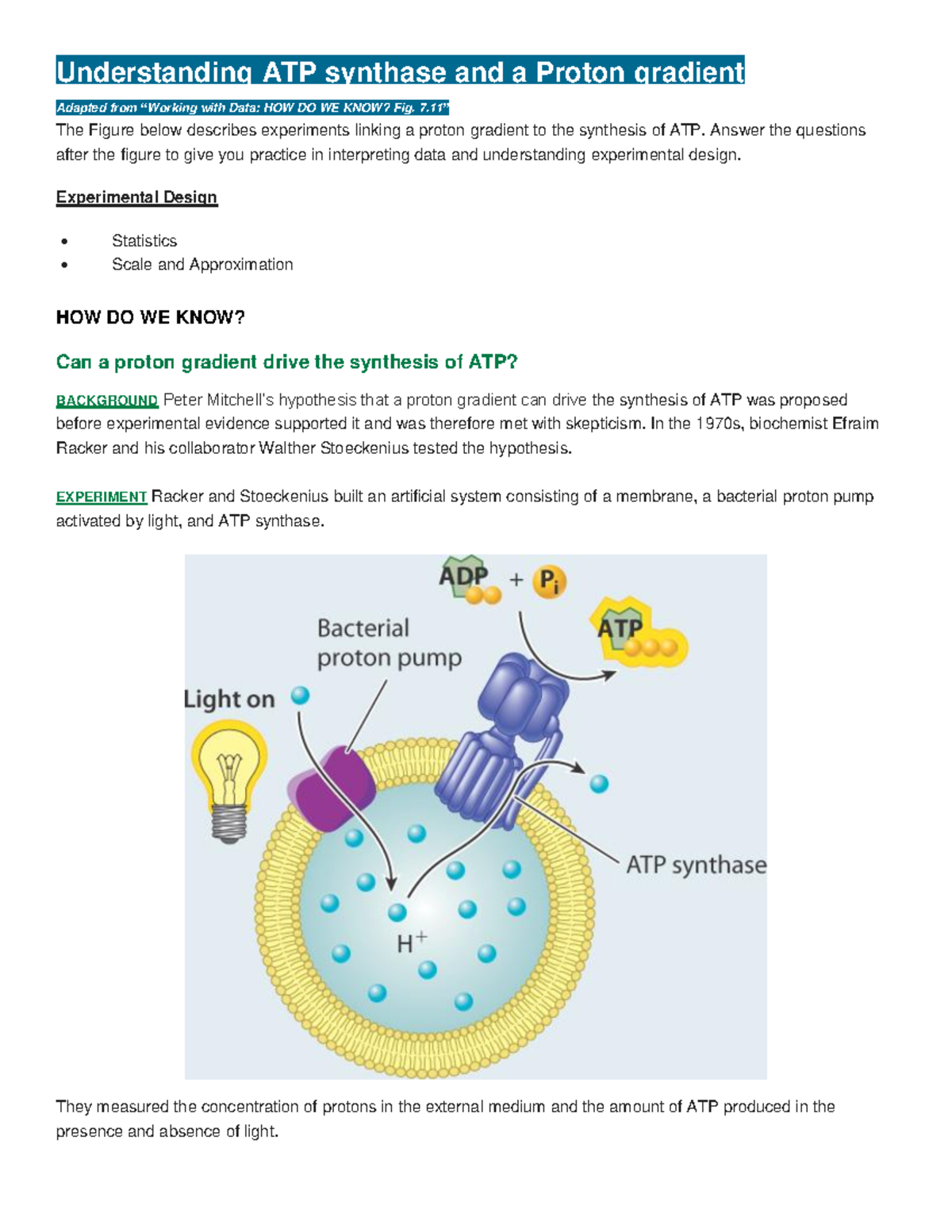 Understanding+ATP+synthase+and+a+Proton+gradient+-+KEY+2024 - Understanding ATP synthase and a ...