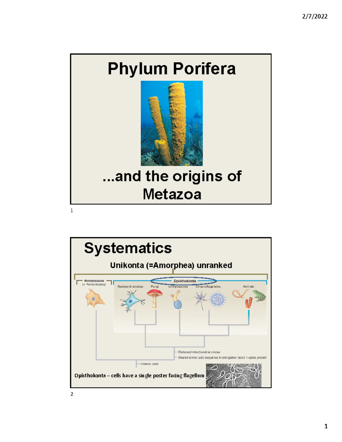 Phylum Porifera: Structure, Function, and Ecological Importance ...