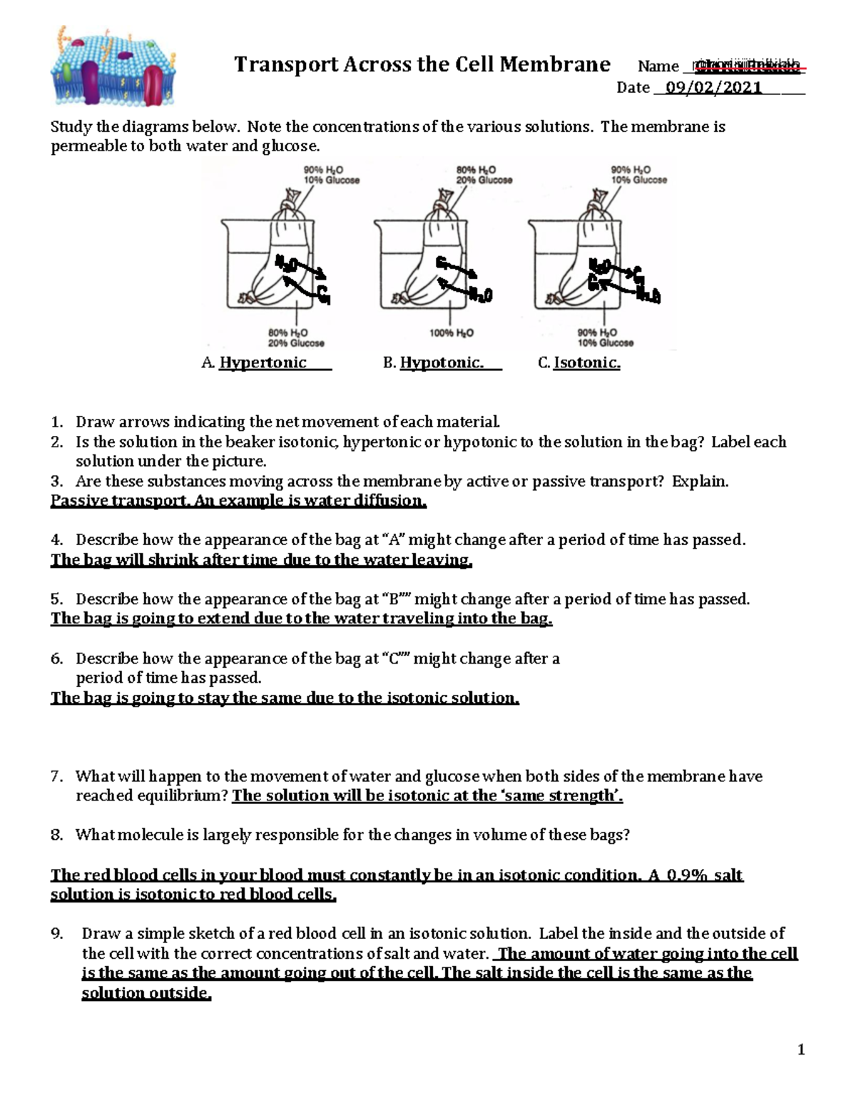 Cell Membrane And Transport Review Worksheet Answer Key Membrane