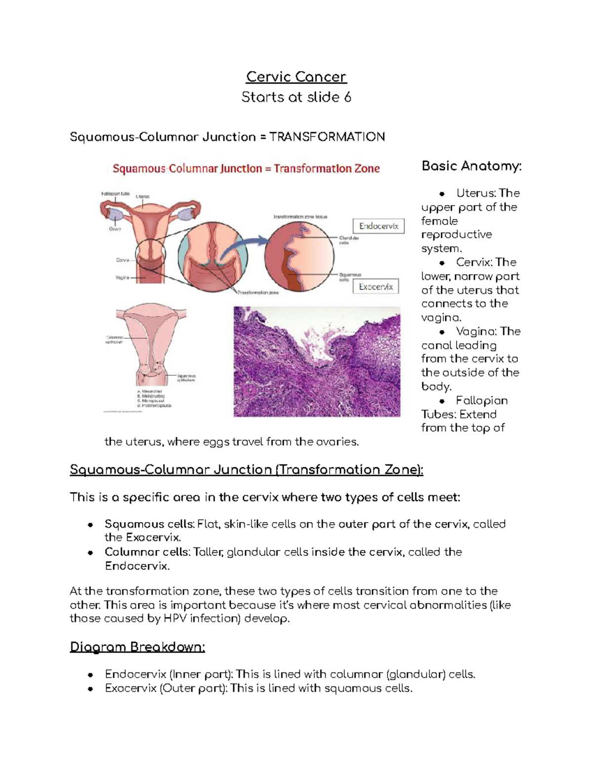 Cervical Cancer Overview: Anatomy & Transformation Zone - Studocu
