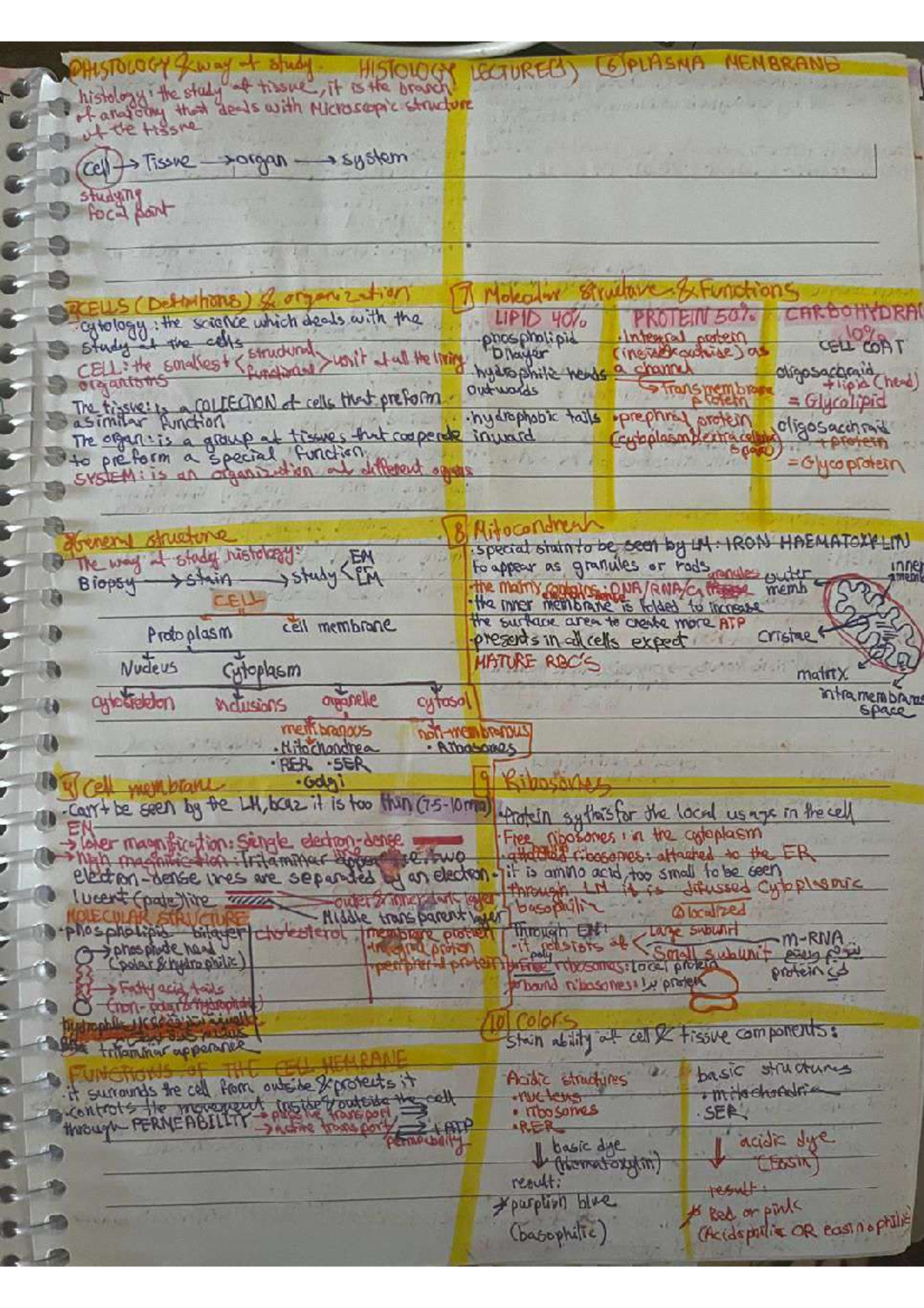 Histology Lecture Summary (Level 1 INT) - Key Concepts and Structures ...