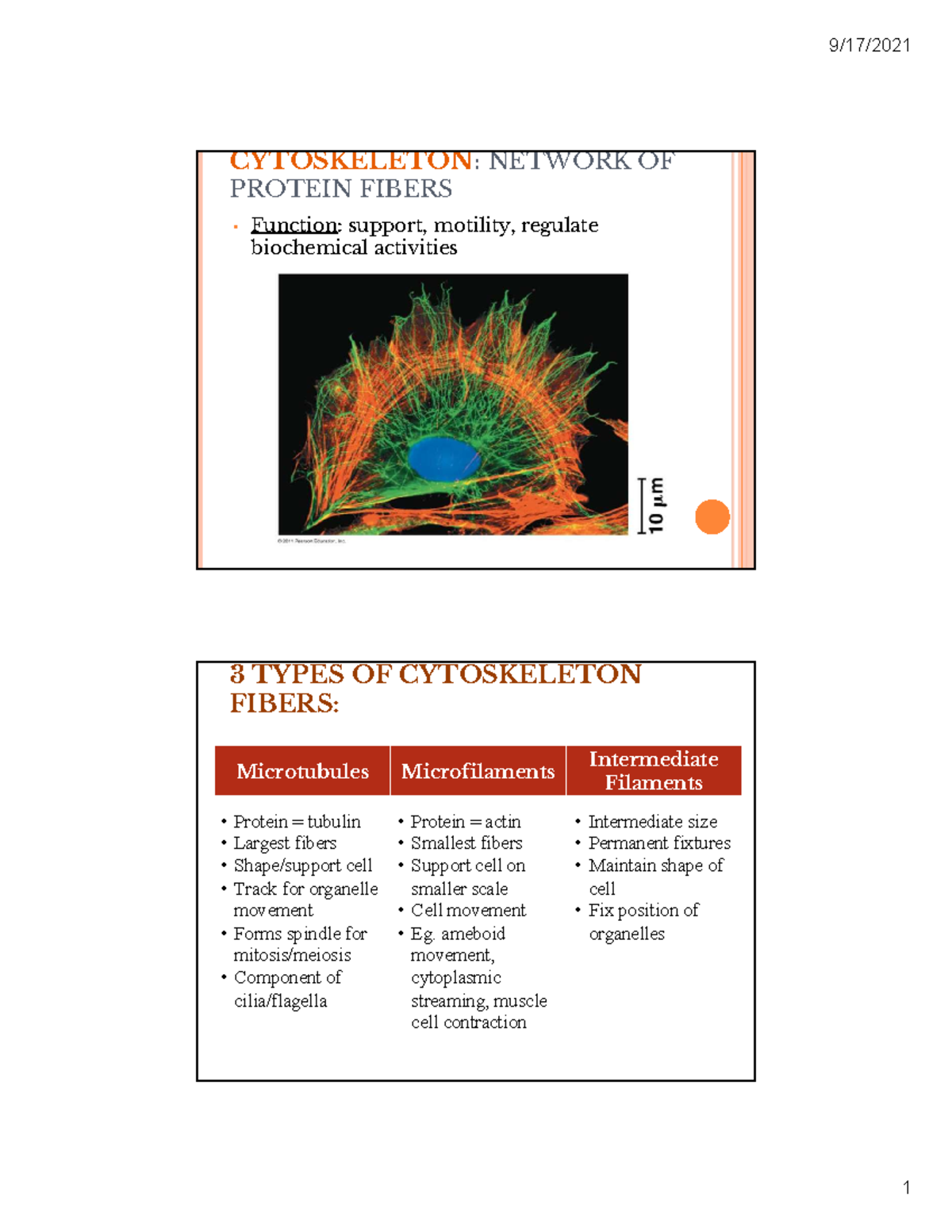 CYT 101: Cytoskeleton Overview and Functions - Lecture Notes - Studocu