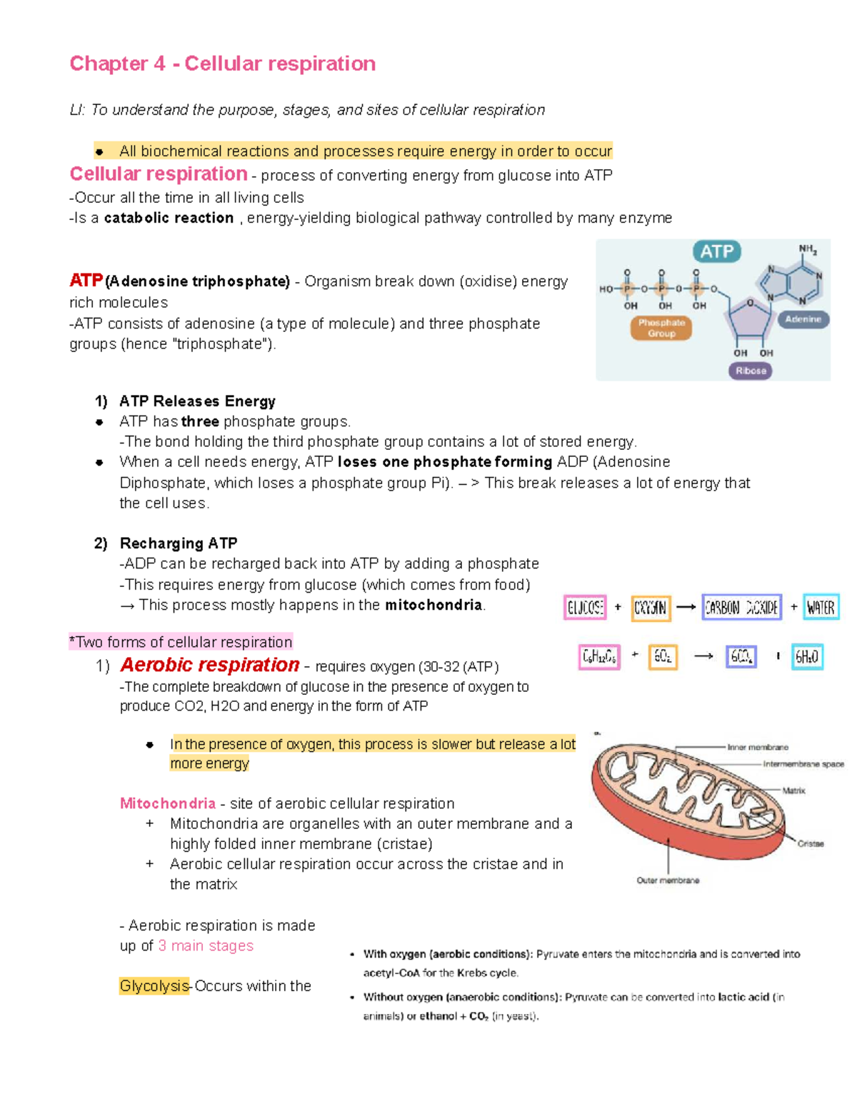 Chapter 4: Cellular Respiration - Purpose, Stages, and Processes - Studocu