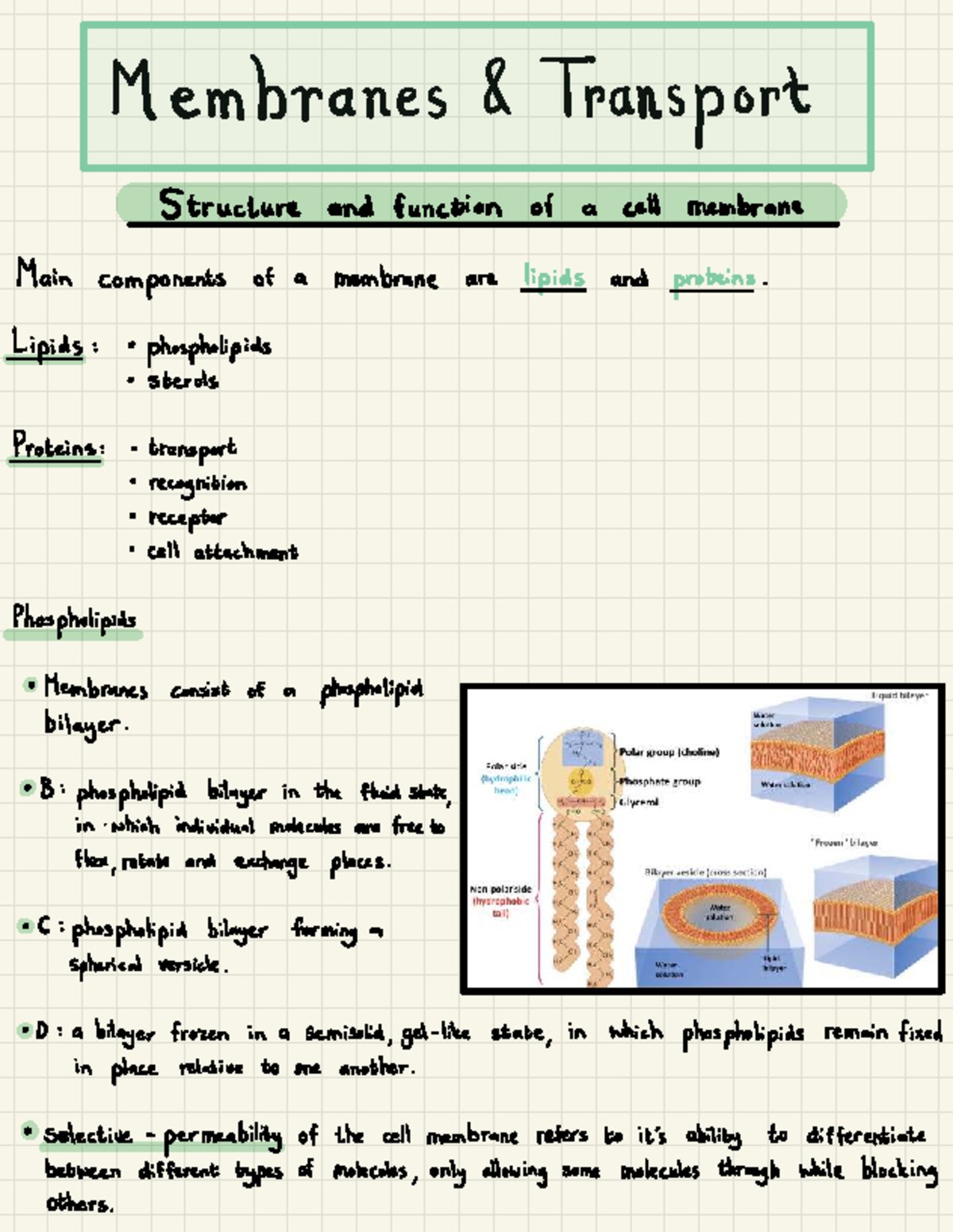 Membranes & Transport: Structure, Function, and Mechanisms (CH5) - Studocu