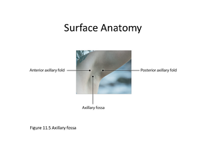 [Solved] Beginning at the ventricles trace a drop of blood through the ...