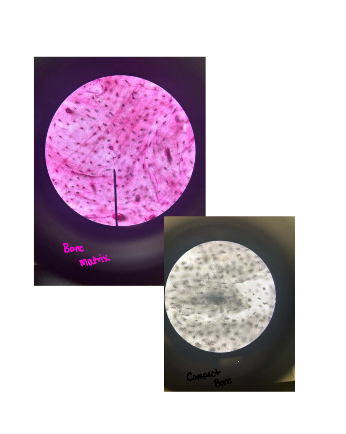 Structural Class Movement: Bone Matrix & Osteon Diagrams (AMER 9-10 ...